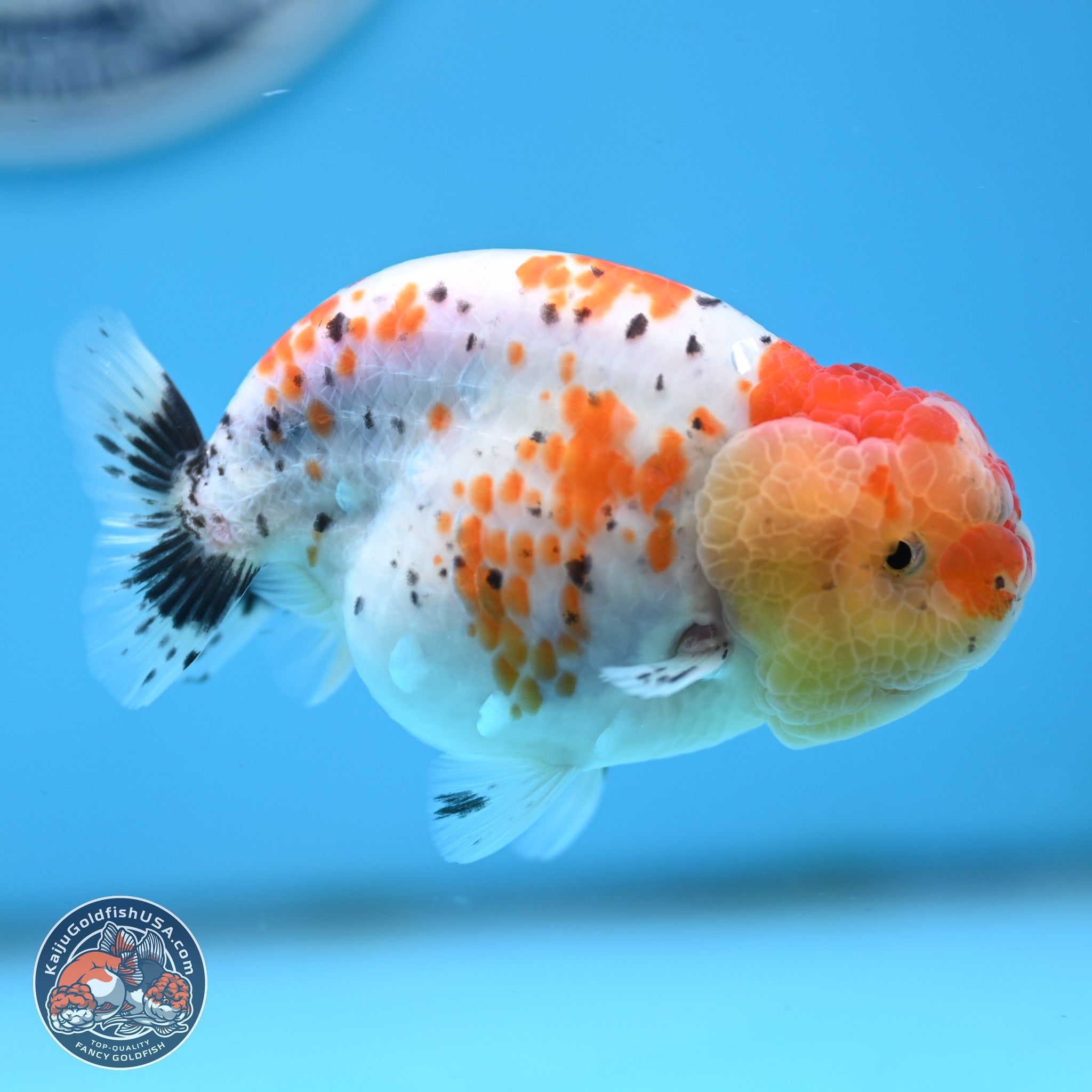 Tricolor Sakura Ranchu Goldfish for Sale | Kaiju Goldfish USA
