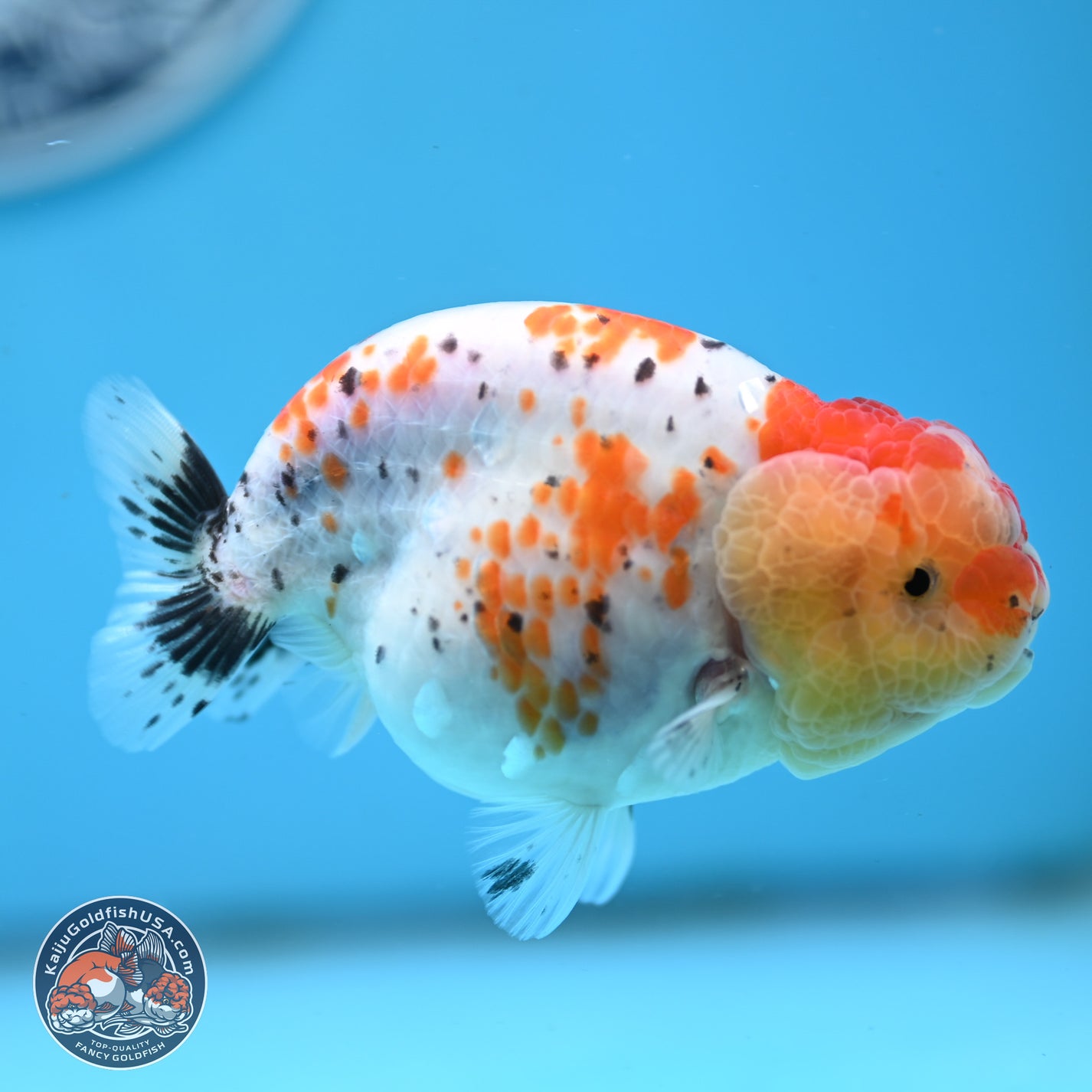 Tricolor Sakura Ranchu Goldfish for Sale | Kaiju Goldfish USA