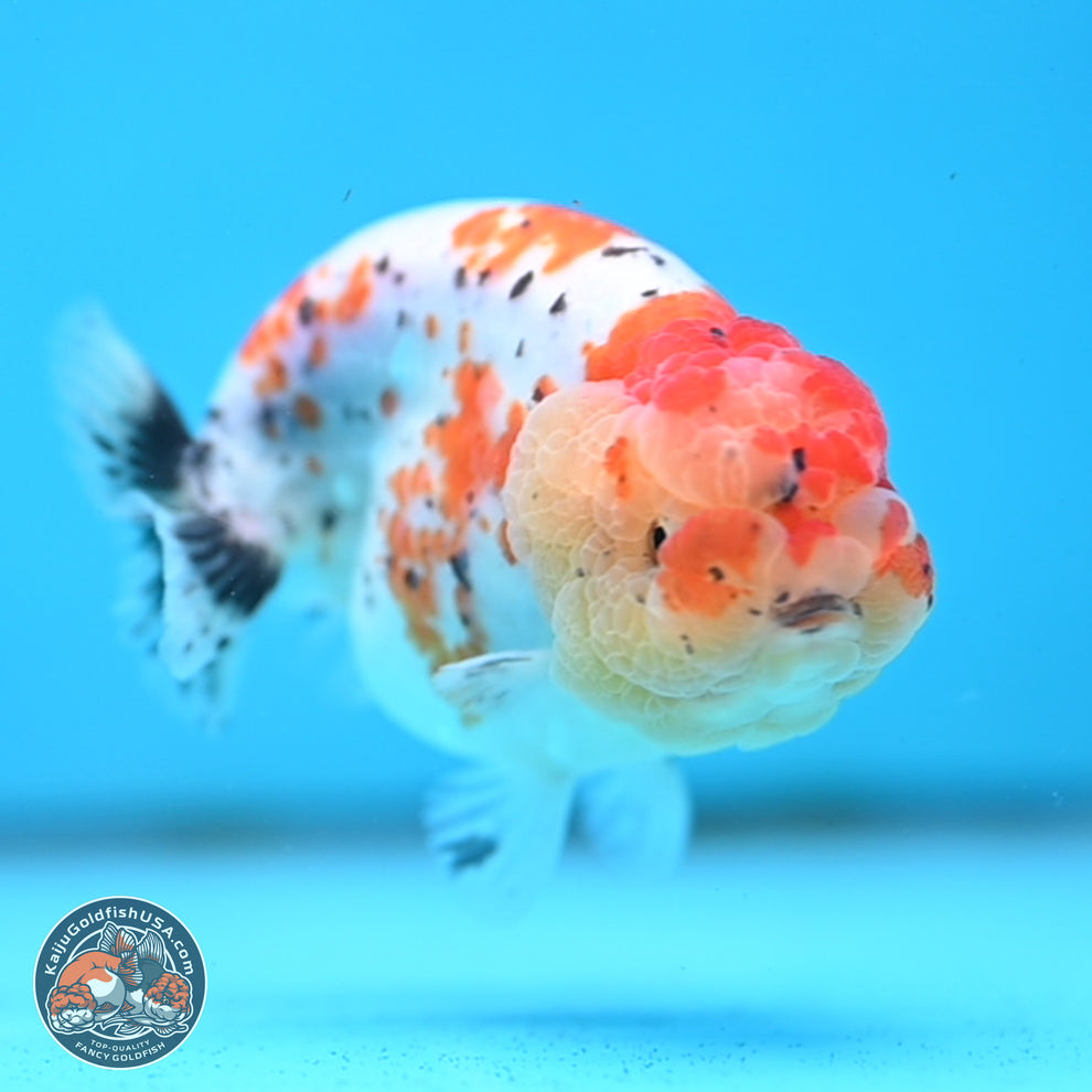 Tricolor Sakura Ranchu Goldfish for Sale | Kaiju Goldfish USA