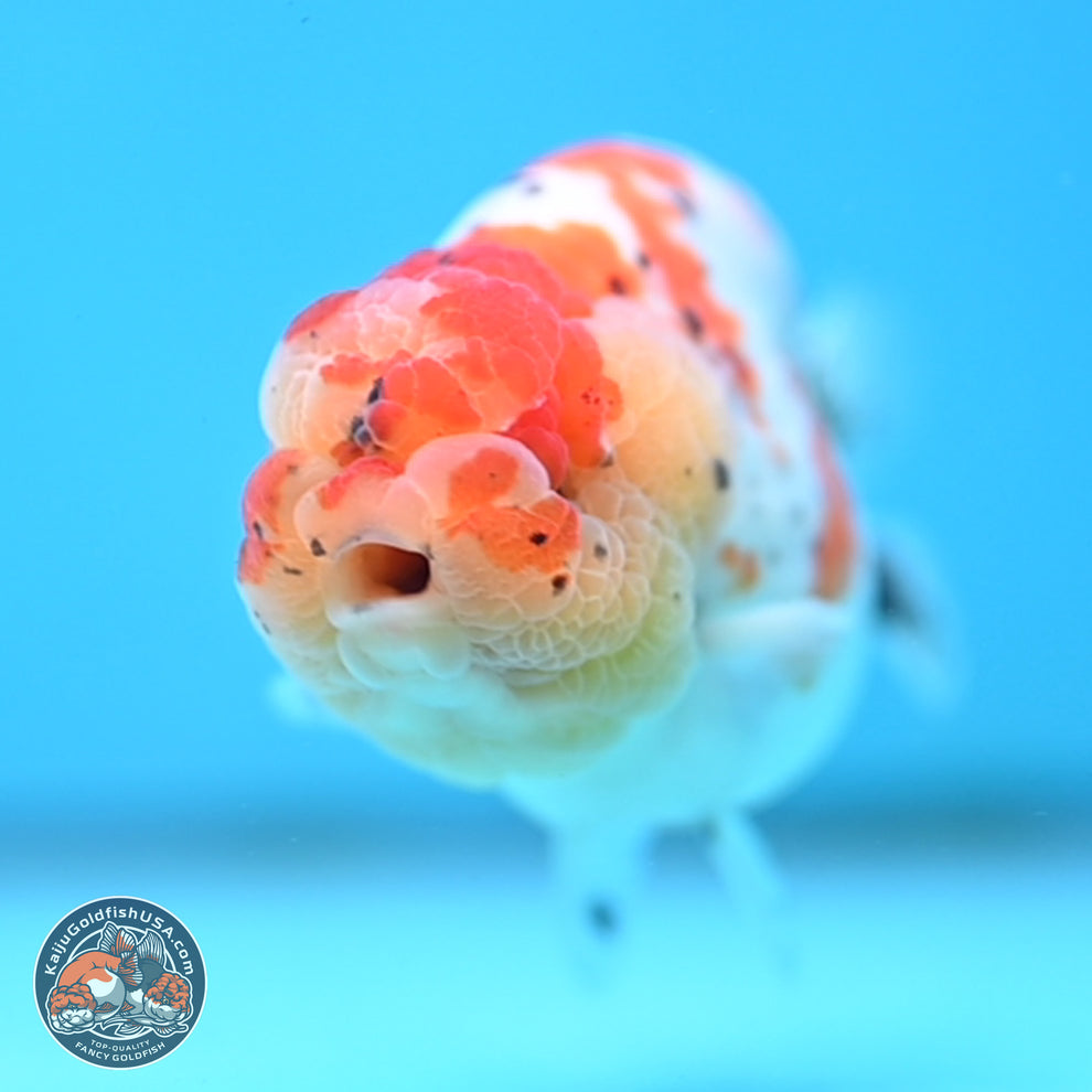 Tricolor Sakura Ranchu Goldfish for Sale | Kaiju Goldfish USA
