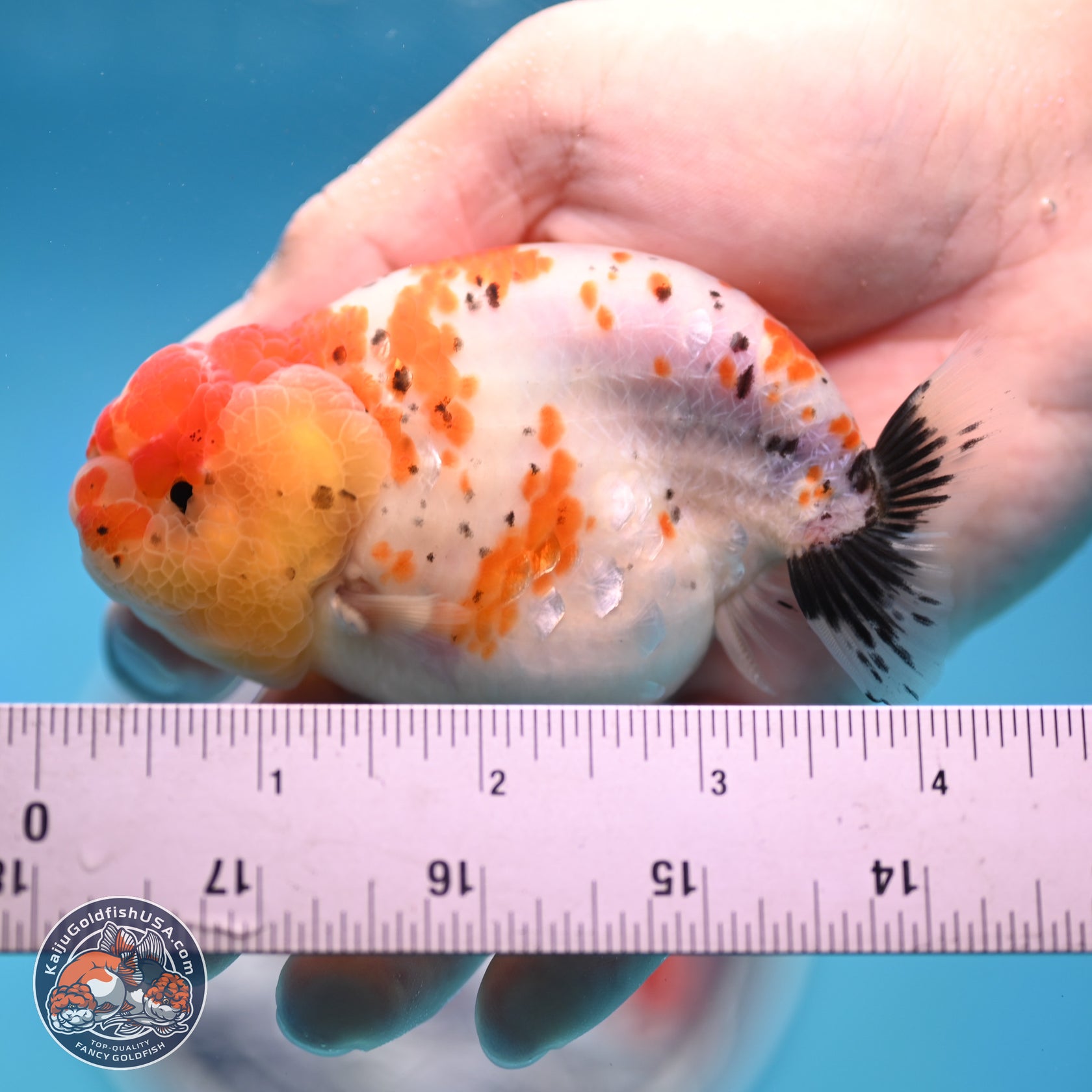 Tricolor Sakura Ranchu Goldfish for Sale | Kaiju Goldfish USA
