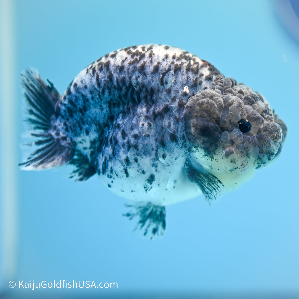 Blue Based Calico Ranchu | Kaiju Goldfish USA