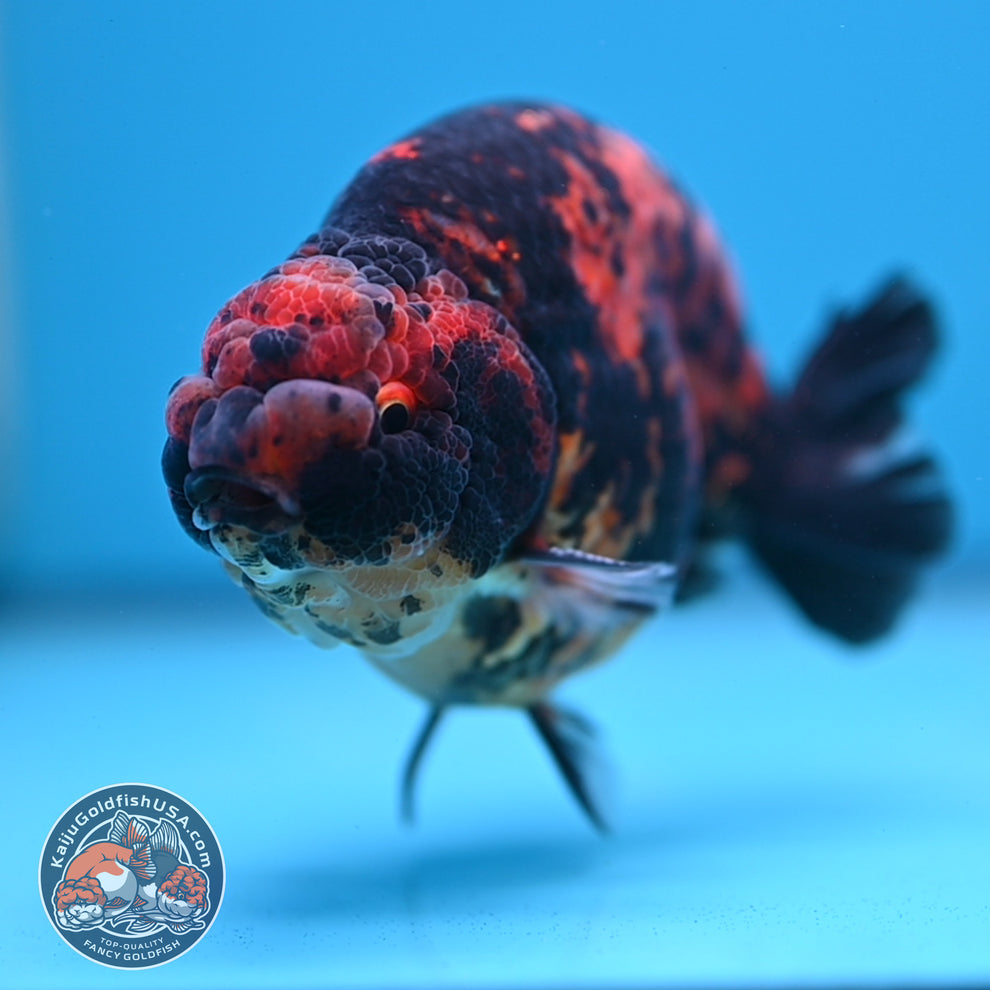 Tiger Ranchu 5 inch Body (250613_RC02) – Kaiju Goldfish USA