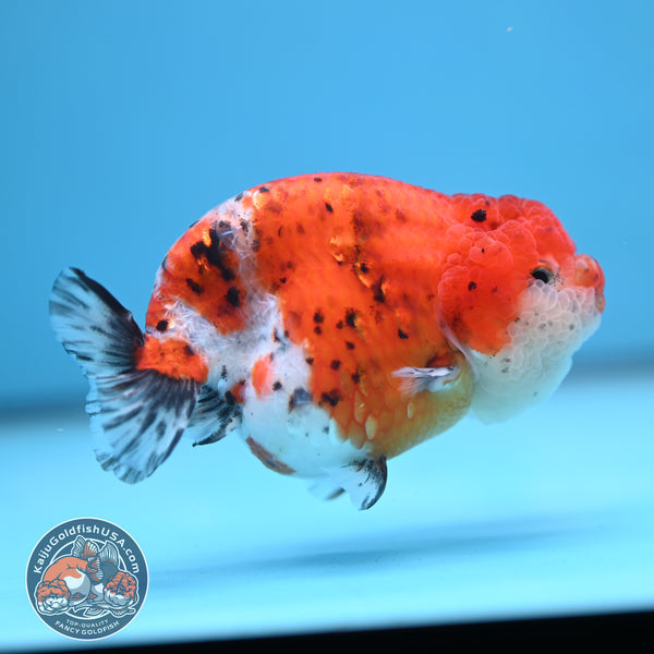 Tricolor Sakura Ranchu 4 inch Body (250613_RC03) – Kaiju Goldfish USA