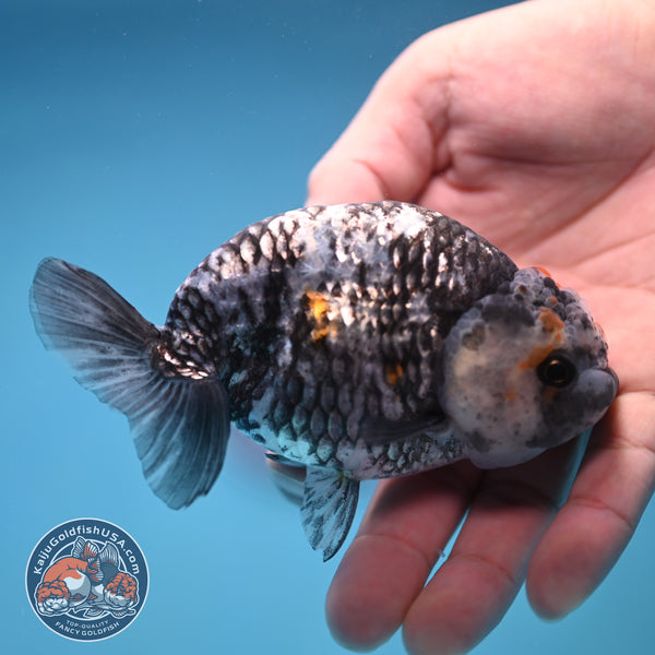 Metallic Heavy Ink Ranchu 4 inch Body (250905_RC04) – Kaiju Goldfish USA