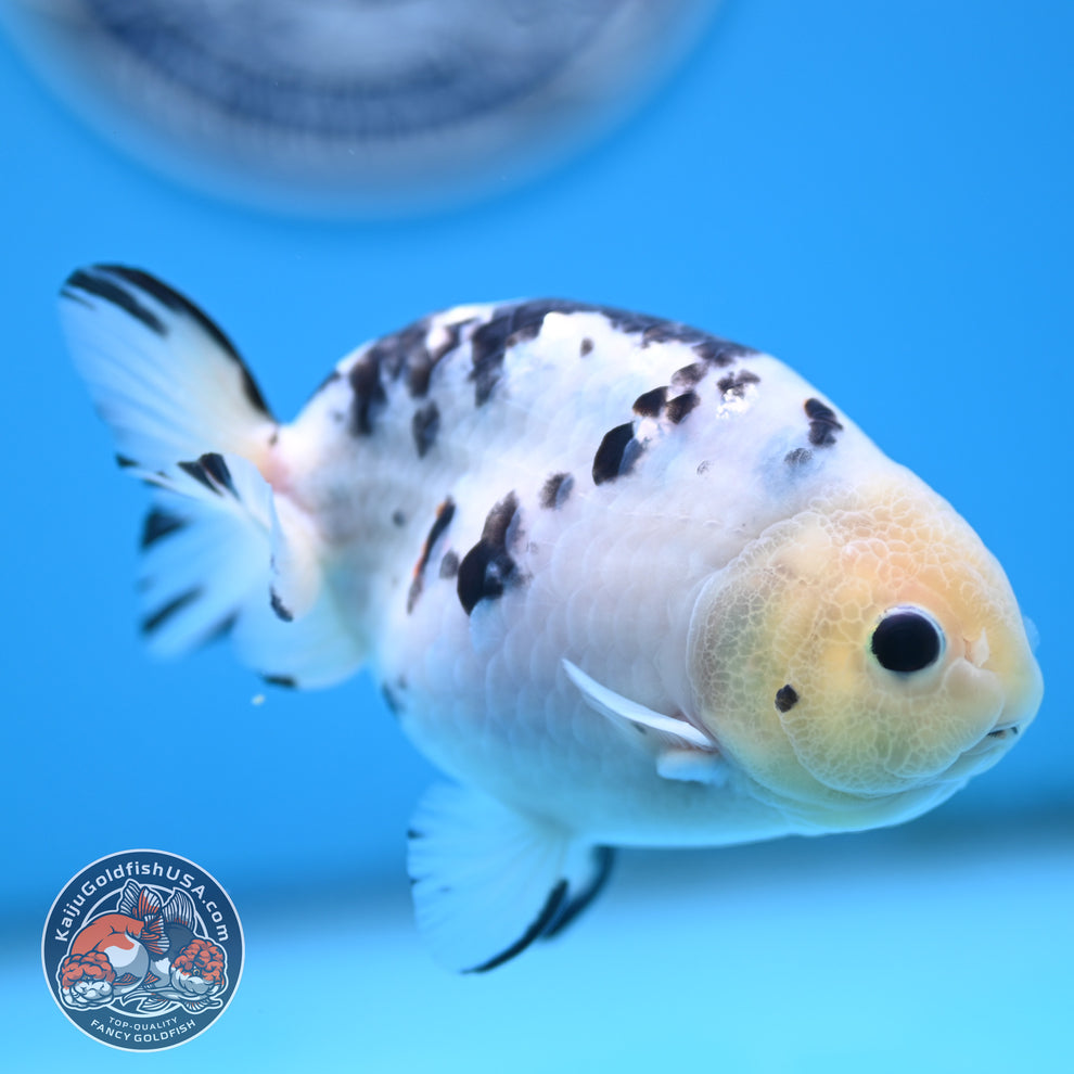 Milk Cow Ranchu Goldfish for Sale | Kaiju Goldfish USA