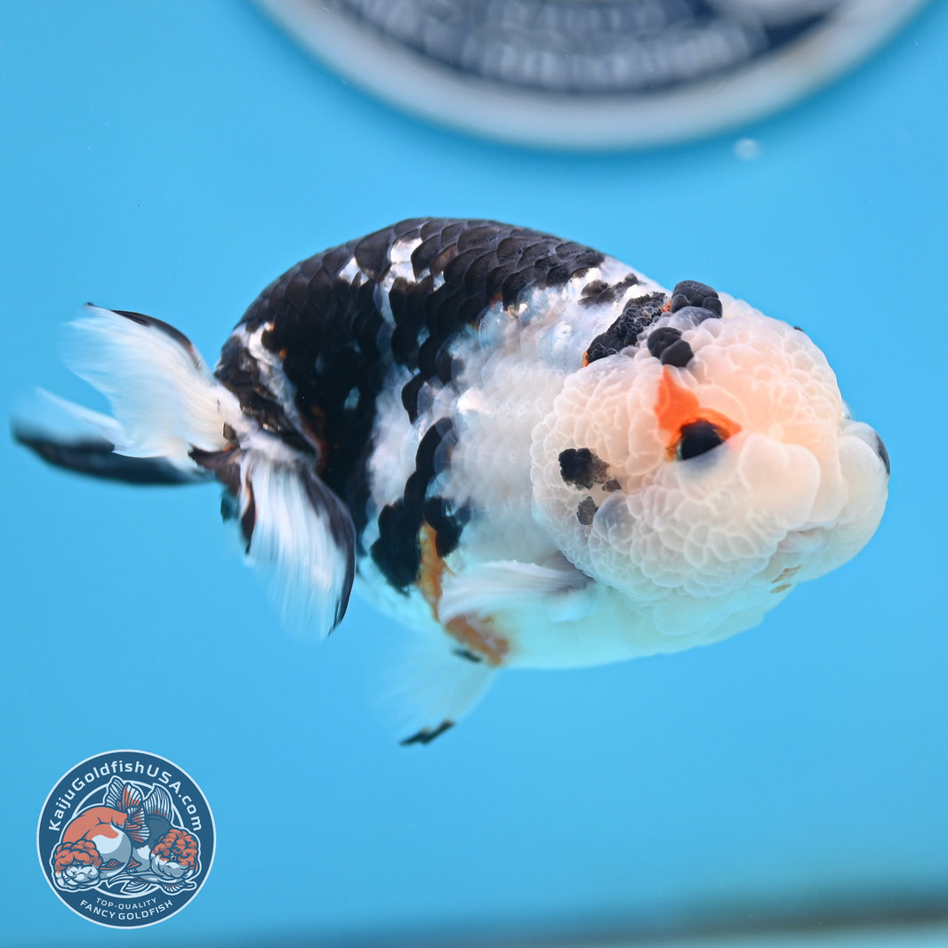 Top-Quality Fancy Goldfish For Sale – Kaiju Goldfish USA