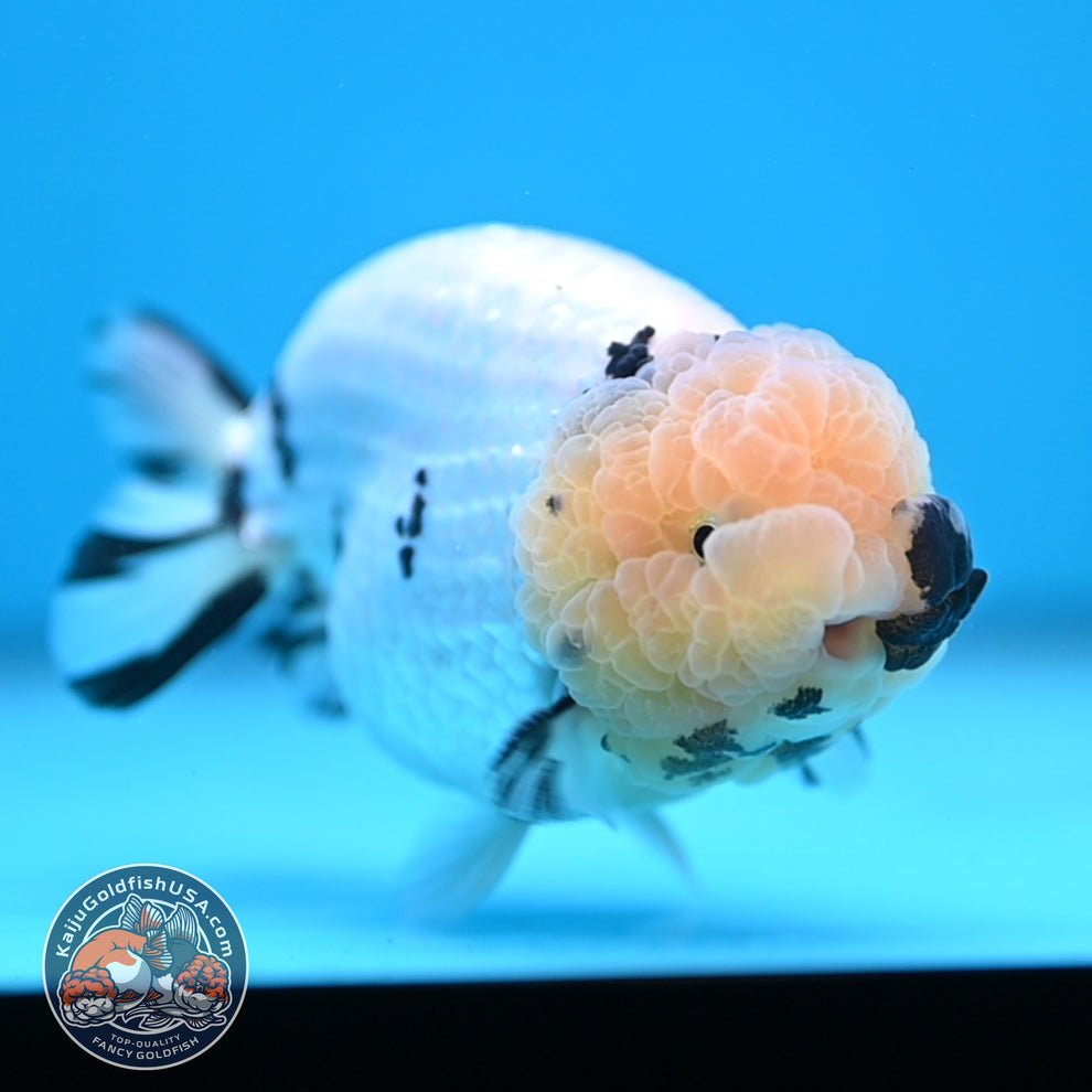 Panda Ranchu Goldfish for Sale | Kaiju Goldfish USA