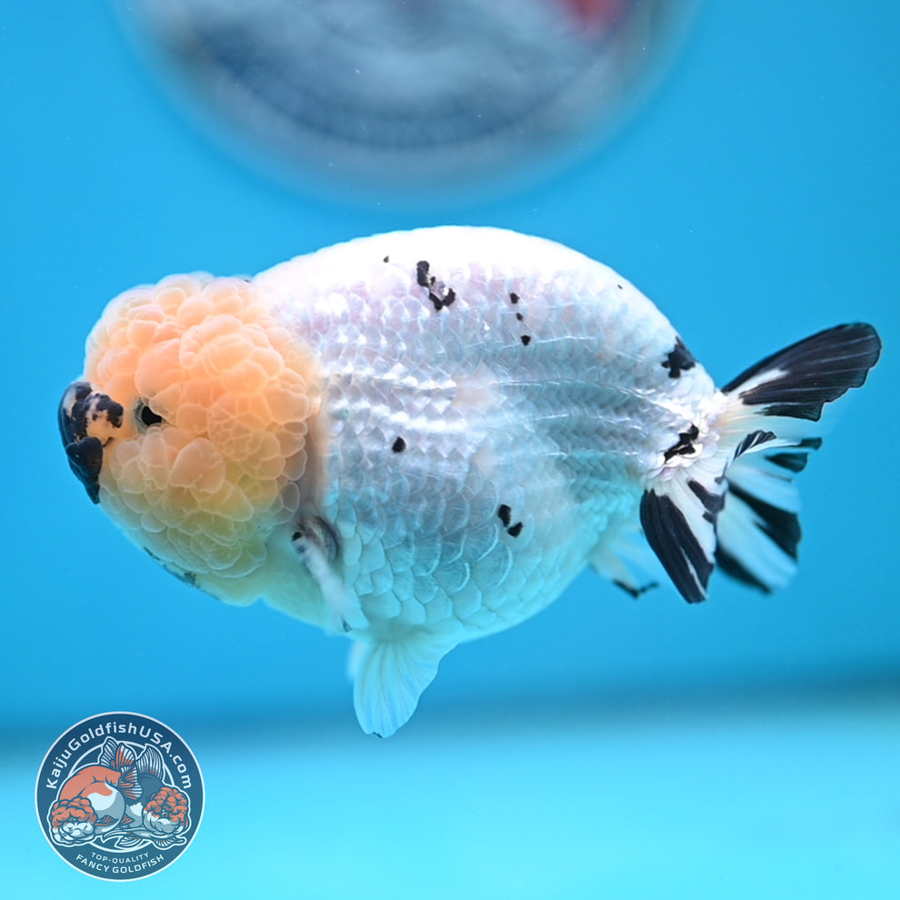 Panda Ranchu Goldfish for Sale | Kaiju Goldfish USA