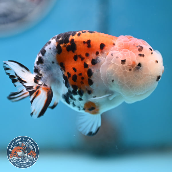 Cow Ranchu Goldfish for Sale | Kaiju Goldfish USA