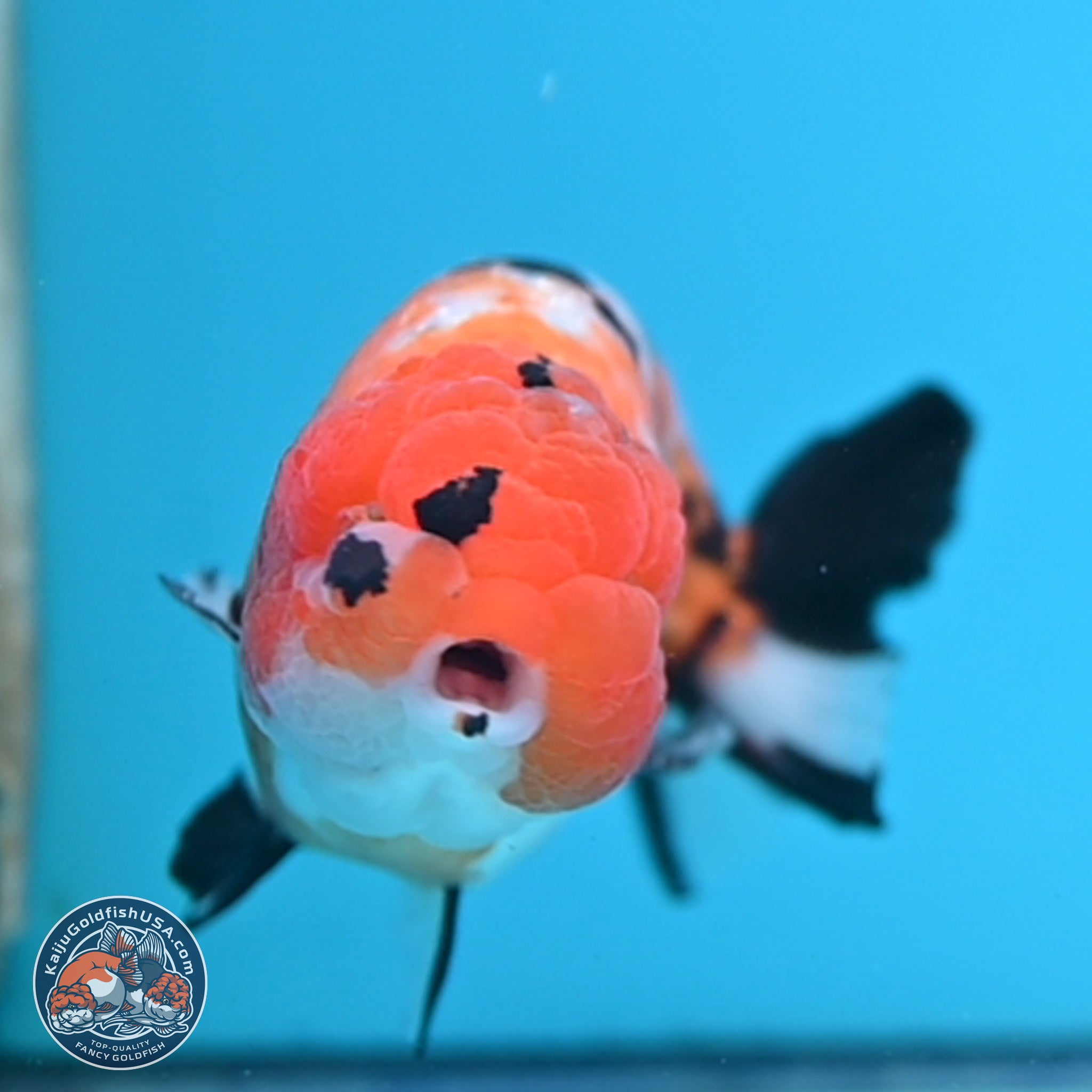 Cow Ranchu Goldfish for Sale | Kaiju Goldfish USA