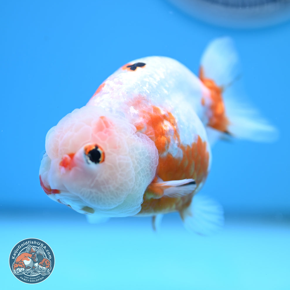 Tricolor Ranchu Goldfish for Sale | Kaiju Goldfish USA
