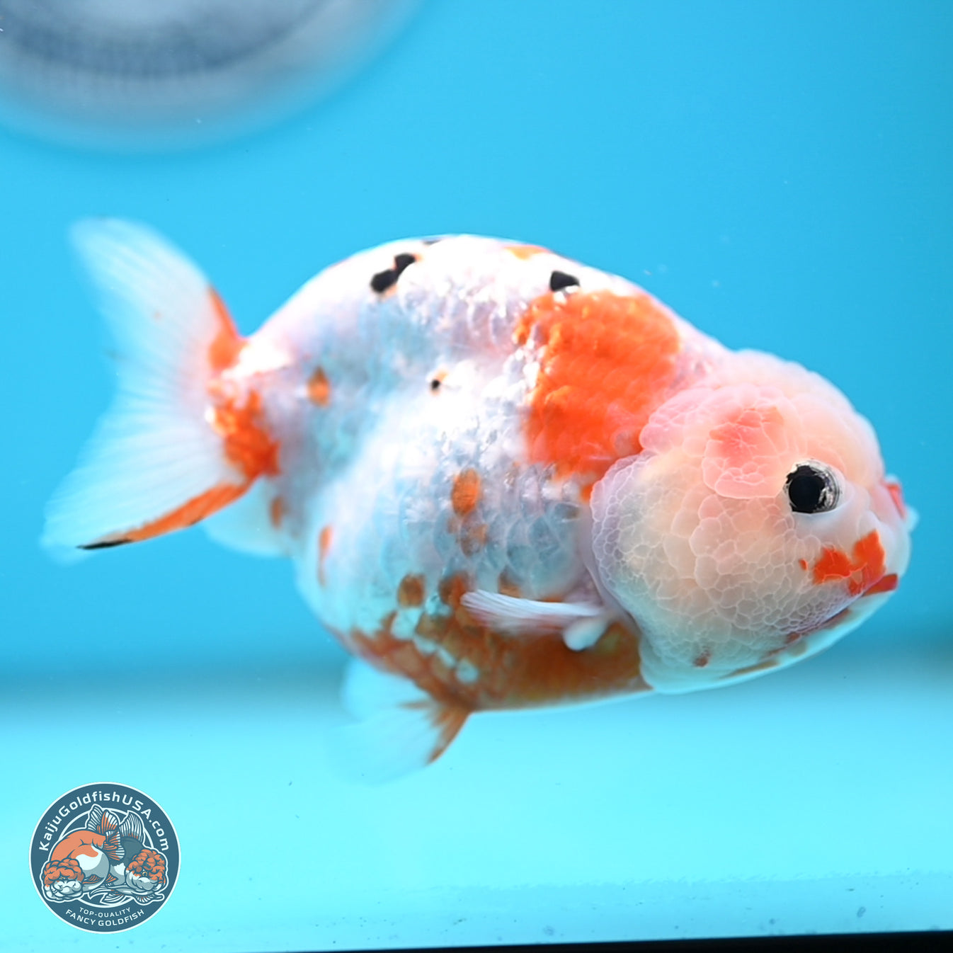 Tricolor Ranchu Goldfish for Sale | Kaiju Goldfish USA