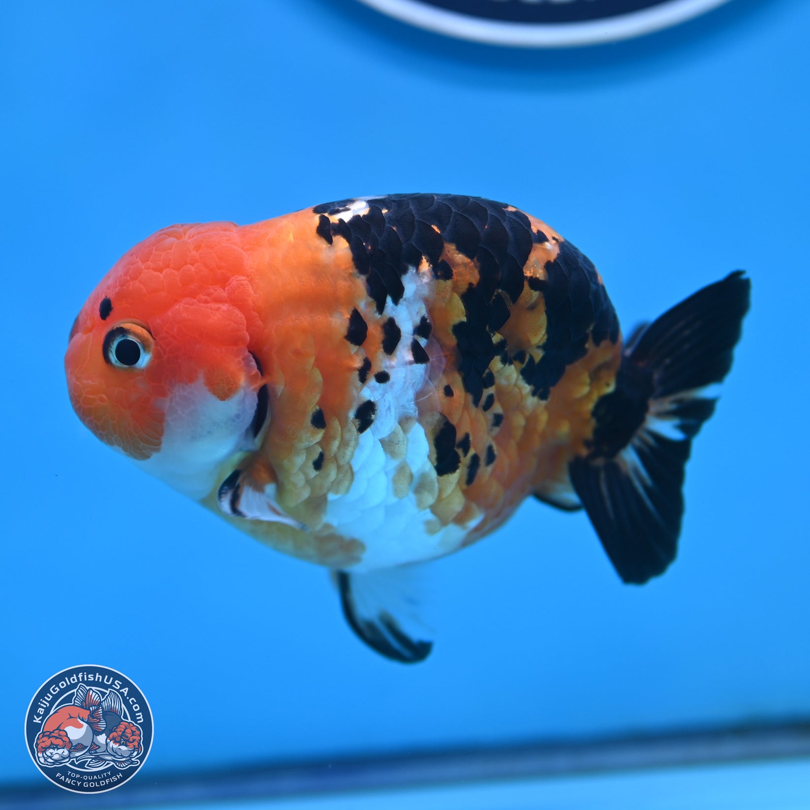 Cow Ranchu Goldfish for Sale | Kaiju Goldfish USA