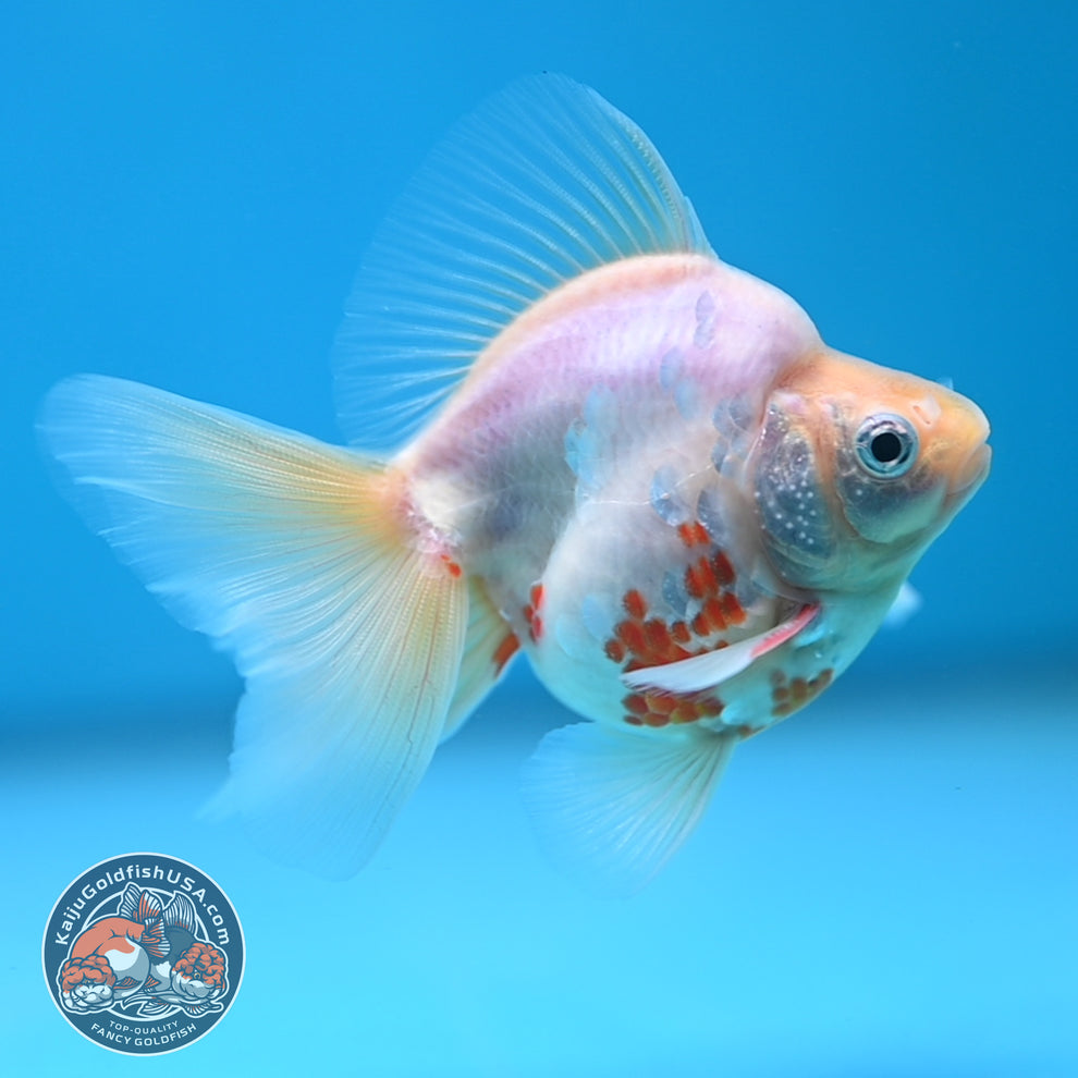 Deer-spot Sakura Long Tail Ryukin Goldfish for Sale | Kaiju Goldfish USA