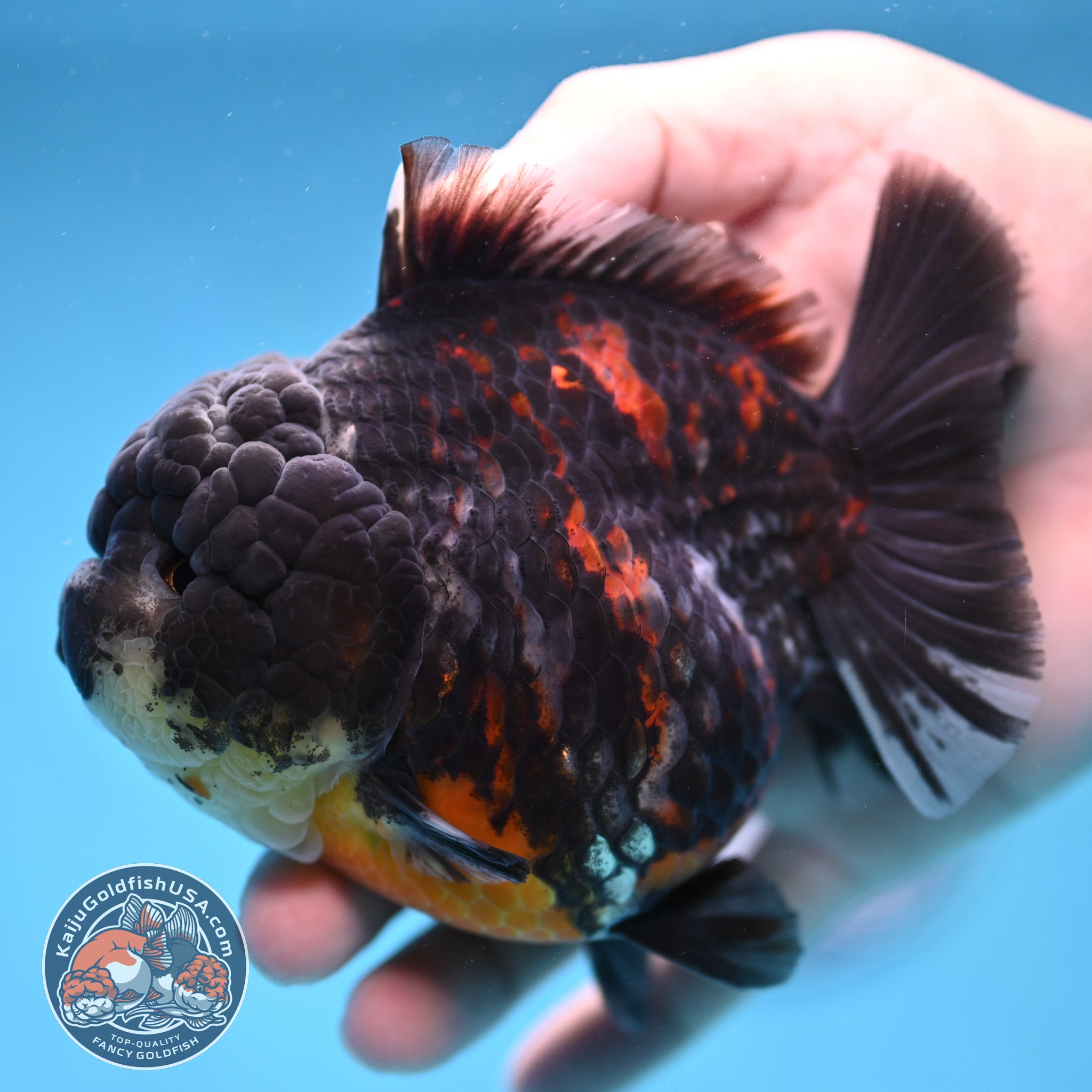 AAA Grade Heavy Ink Tiger Oranda 4 inch Body (251017_OR03) – Kaiju ...