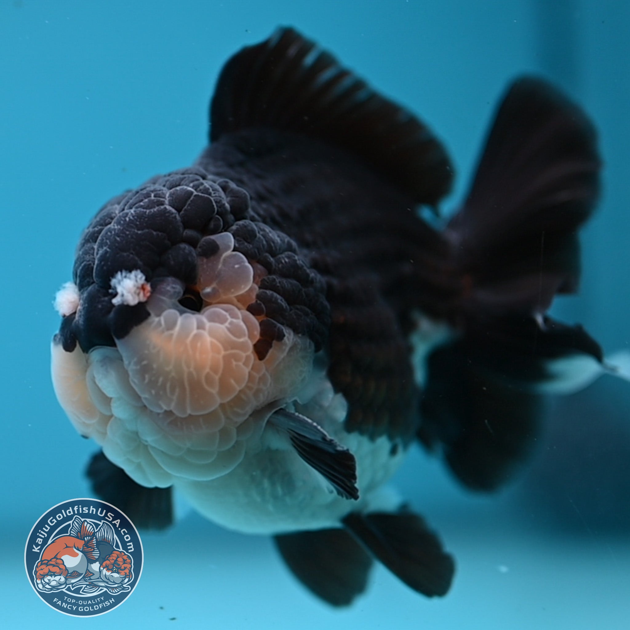 AAA Grade Panda Oranda 3.5 inch Body (251107_OR06) – Kaiju Goldfish USA