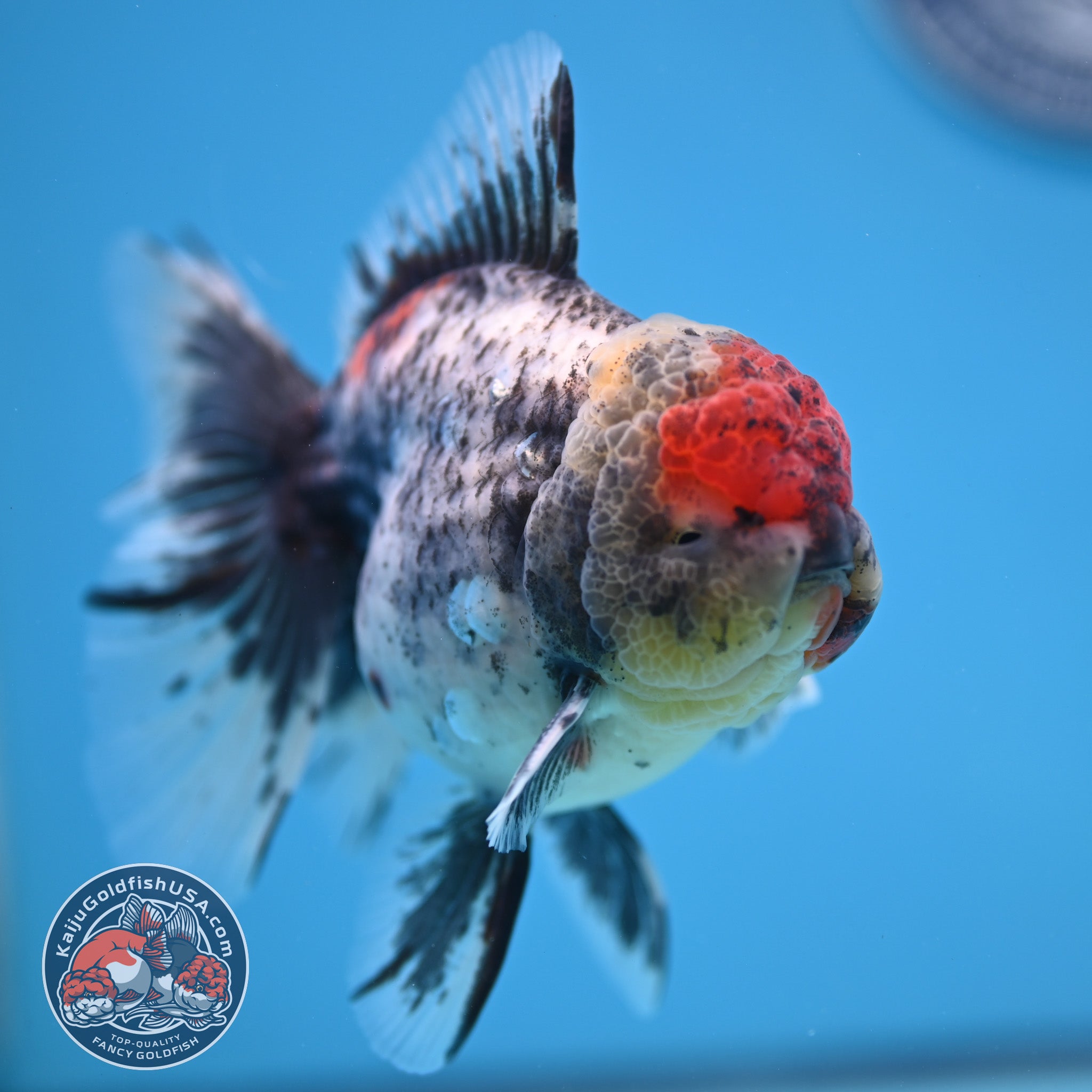 AAA Grade Shogun Rosetail Calico Oranda inch Body (251205_OR13) – Kaiju Goldfish USA