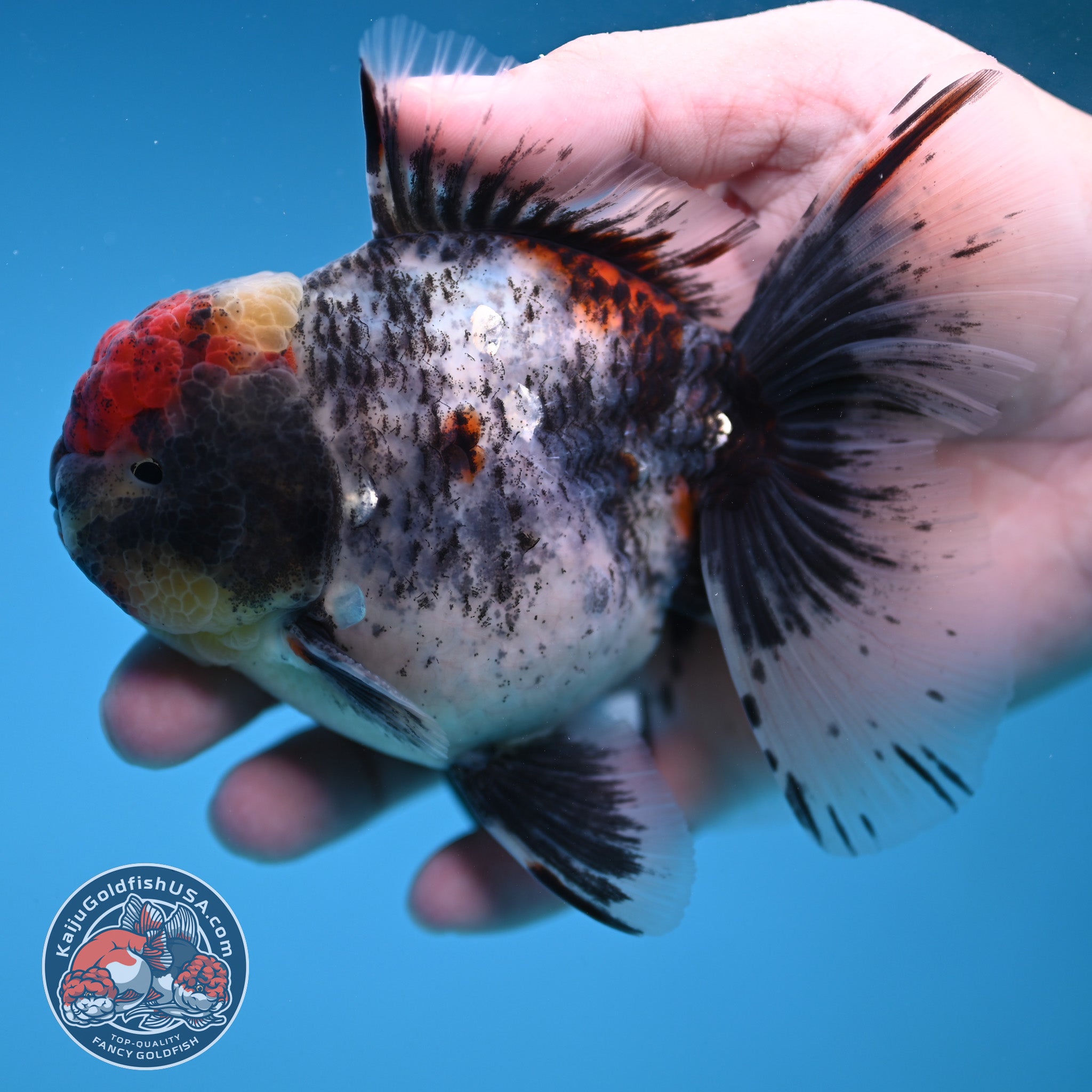 AAA Grade Shogun Rosetail Calico Oranda inch Body (251205_OR13) – Kaiju Goldfish USA