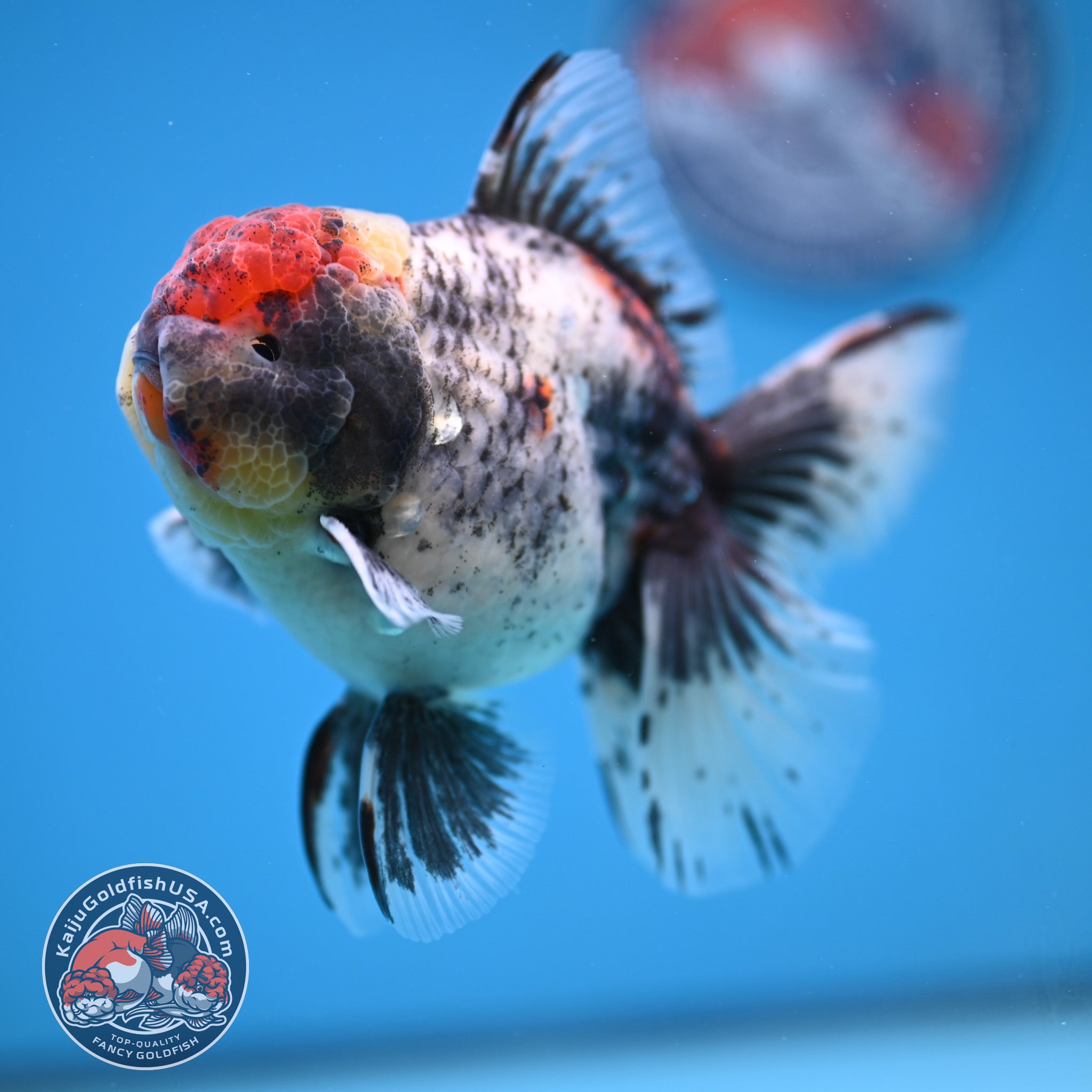 AAA Grade Shogun Rosetail Calico Oranda inch Body (251205_OR13) – Kaiju Goldfish USA