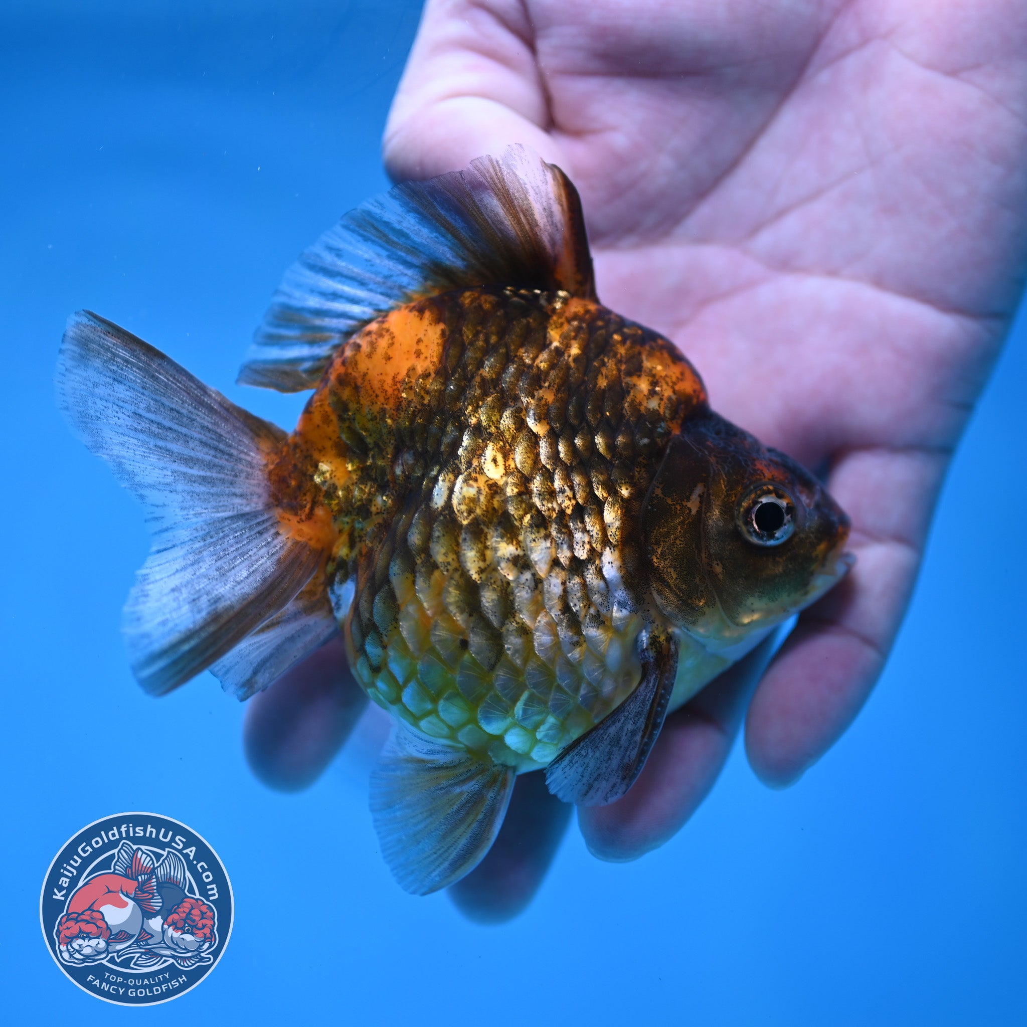 Apache Kirin Ryukin 3.5 inch Body (260213_RY01) – Kaiju Goldfish USA