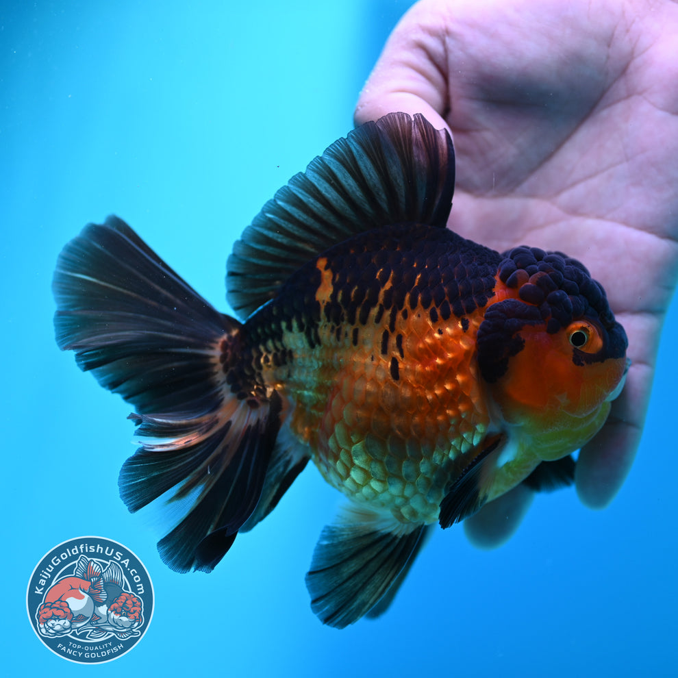 Apache Rosetail Oranda 4.5 inch Body (260417_OR07) – Kaiju Goldfish USA