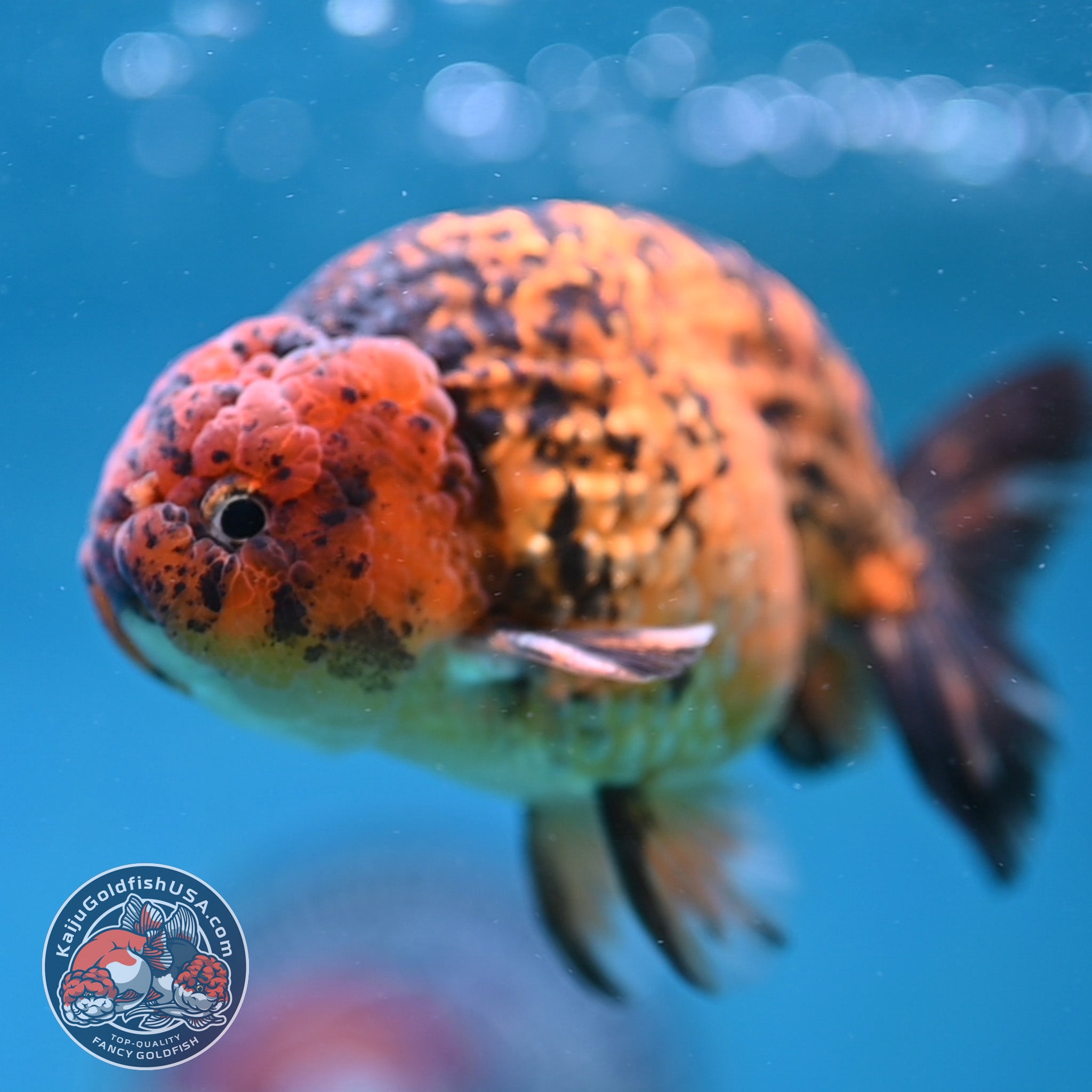Big Tail Tiger Ranchu 4 inch Body (260116_RC10) – Kaiju Goldfish USA
