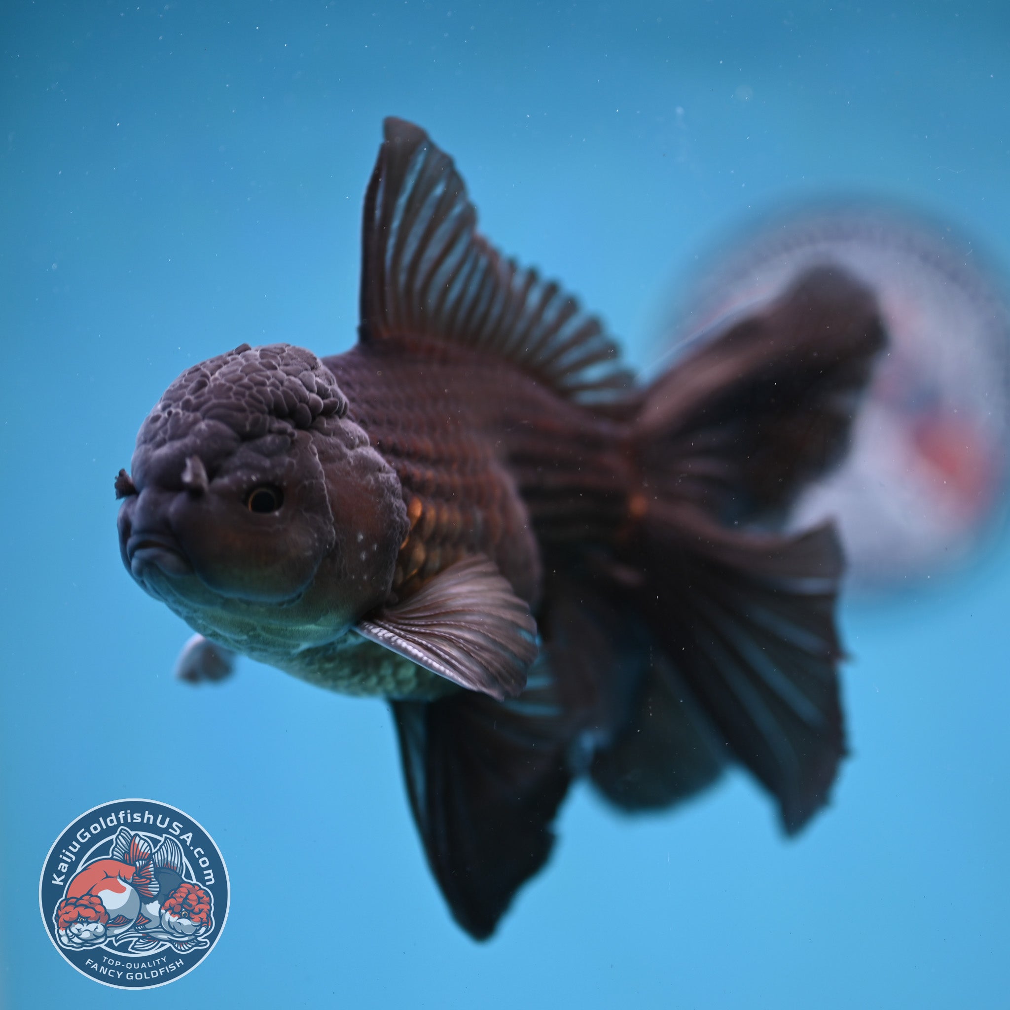 Black Orchid Tail Oranda 4 inch Body (260109_OR24) – Kaiju Goldfish USA