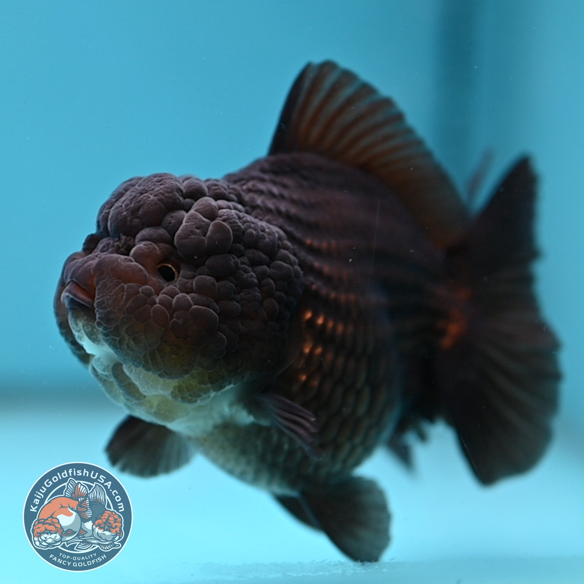 Black YuanBao Oranda 3.5 inch Body (251114_OR09) – Kaiju Goldfish USA