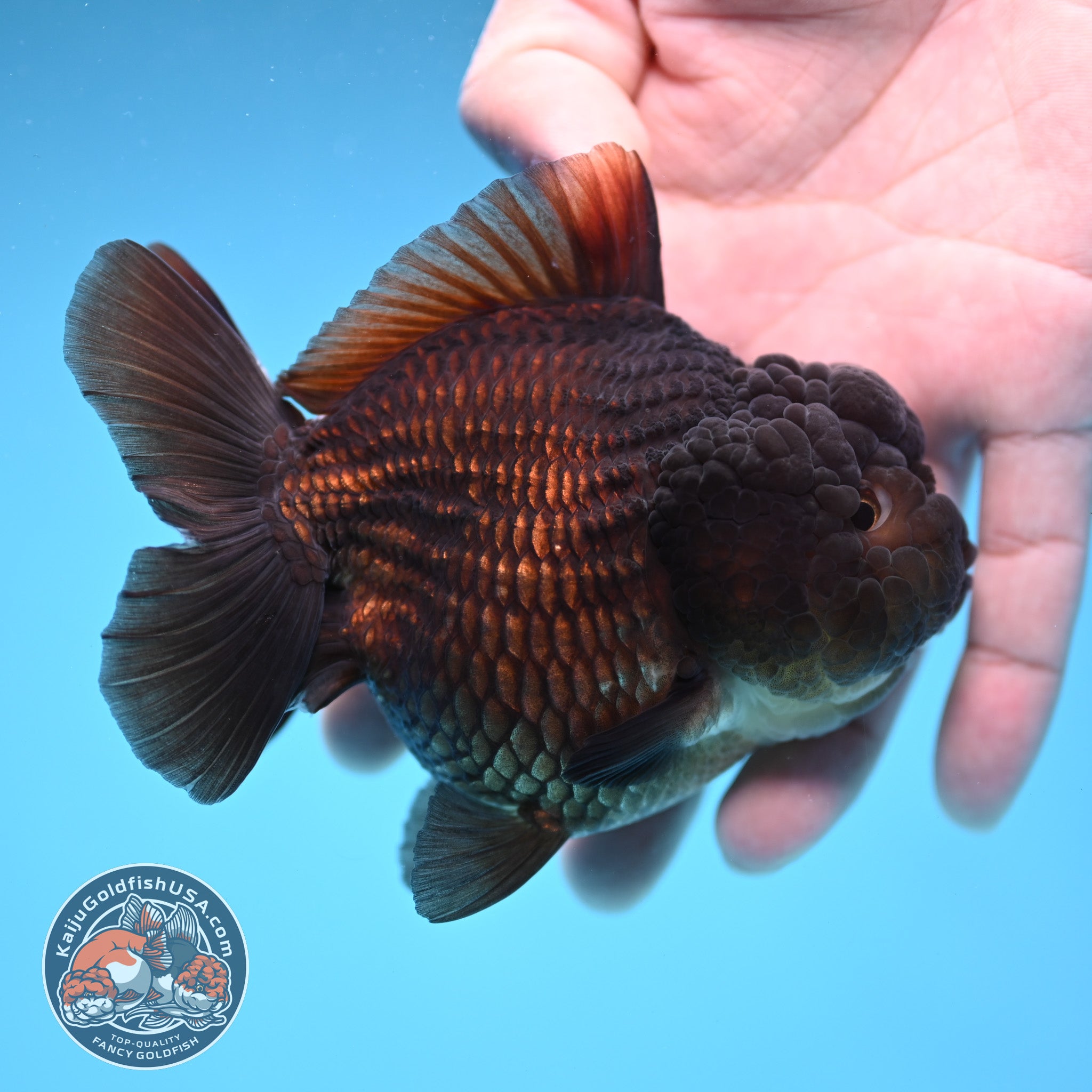 Black YuanBao Oranda 3.5 inch Body (251114_OR09) – Kaiju Goldfish USA