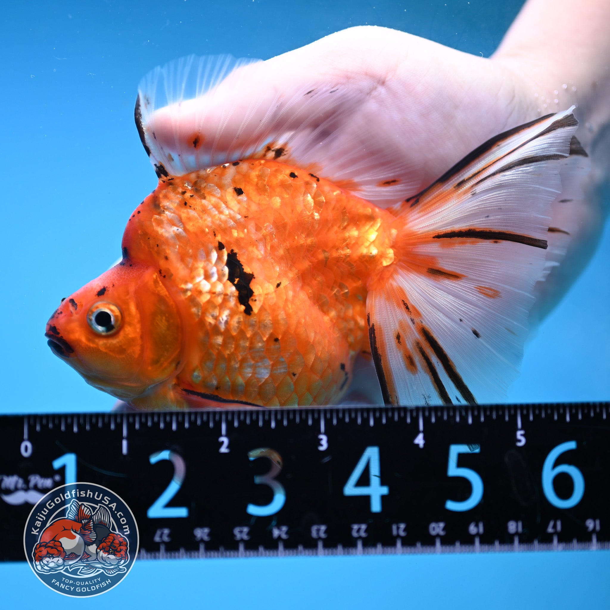 Broad Tail Ryukin 4 inch Body (251212_RY03) – Kaiju Goldfish USA