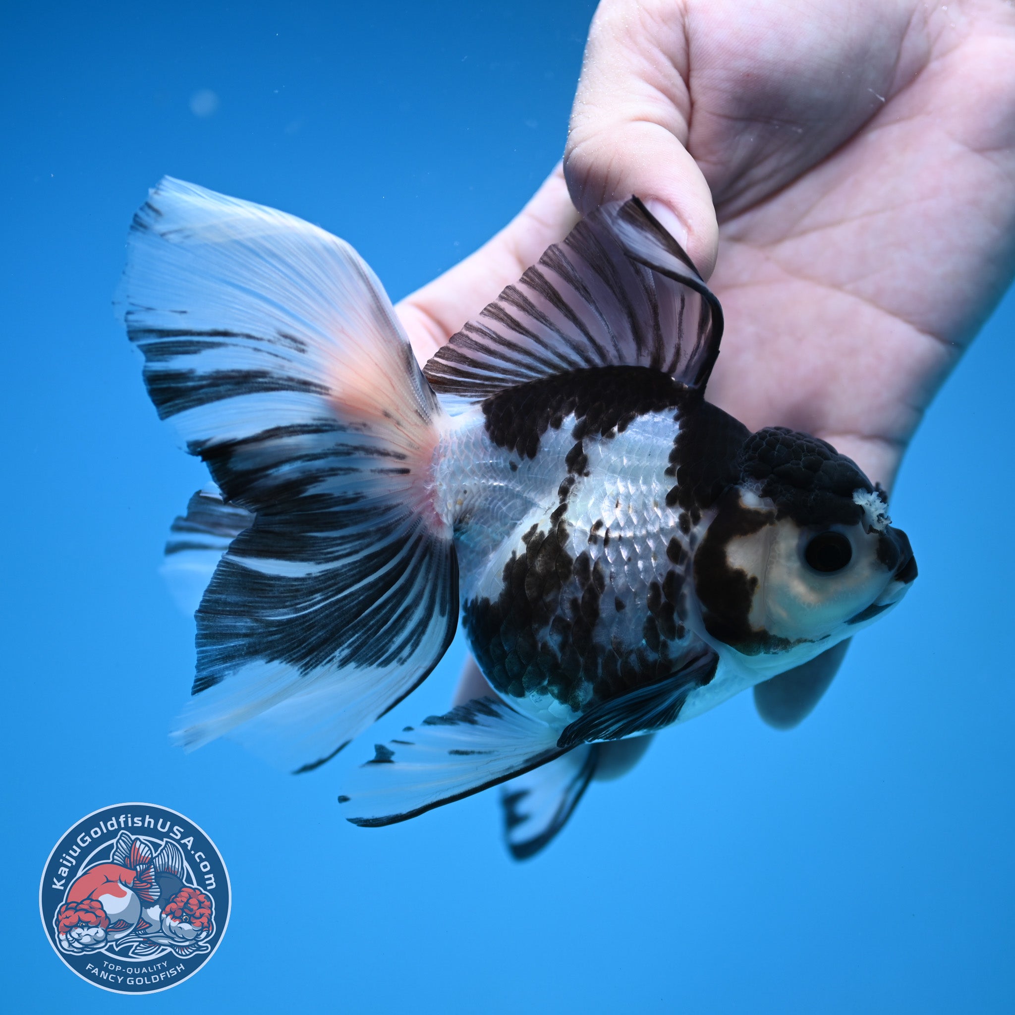Butterfly Tail Panda Oranda 3.8 inch Body (251212_OR04) – Kaiju ...