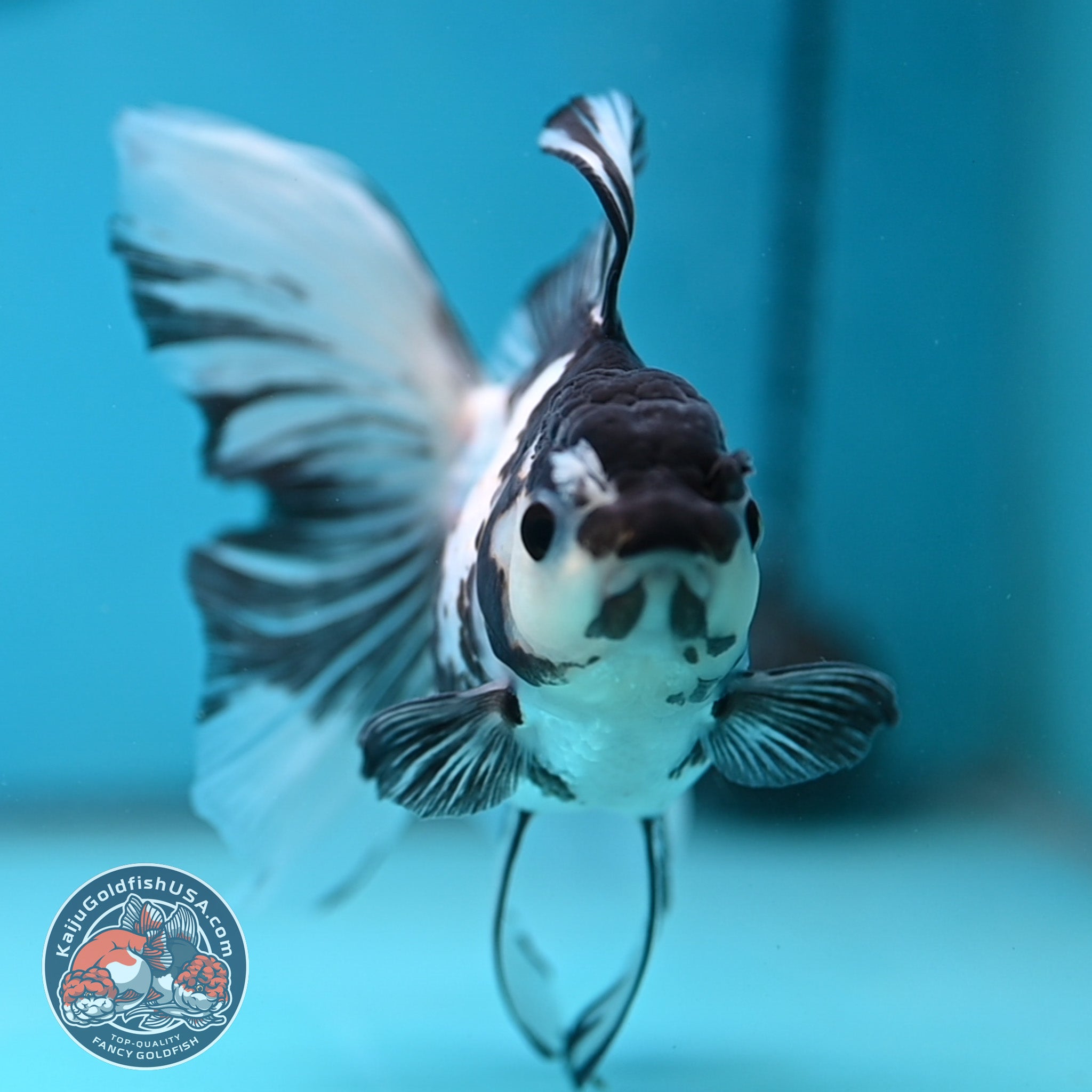 Butterfly Tail Panda Oranda 3.8 inch Body (251212_OR04) – Kaiju ...