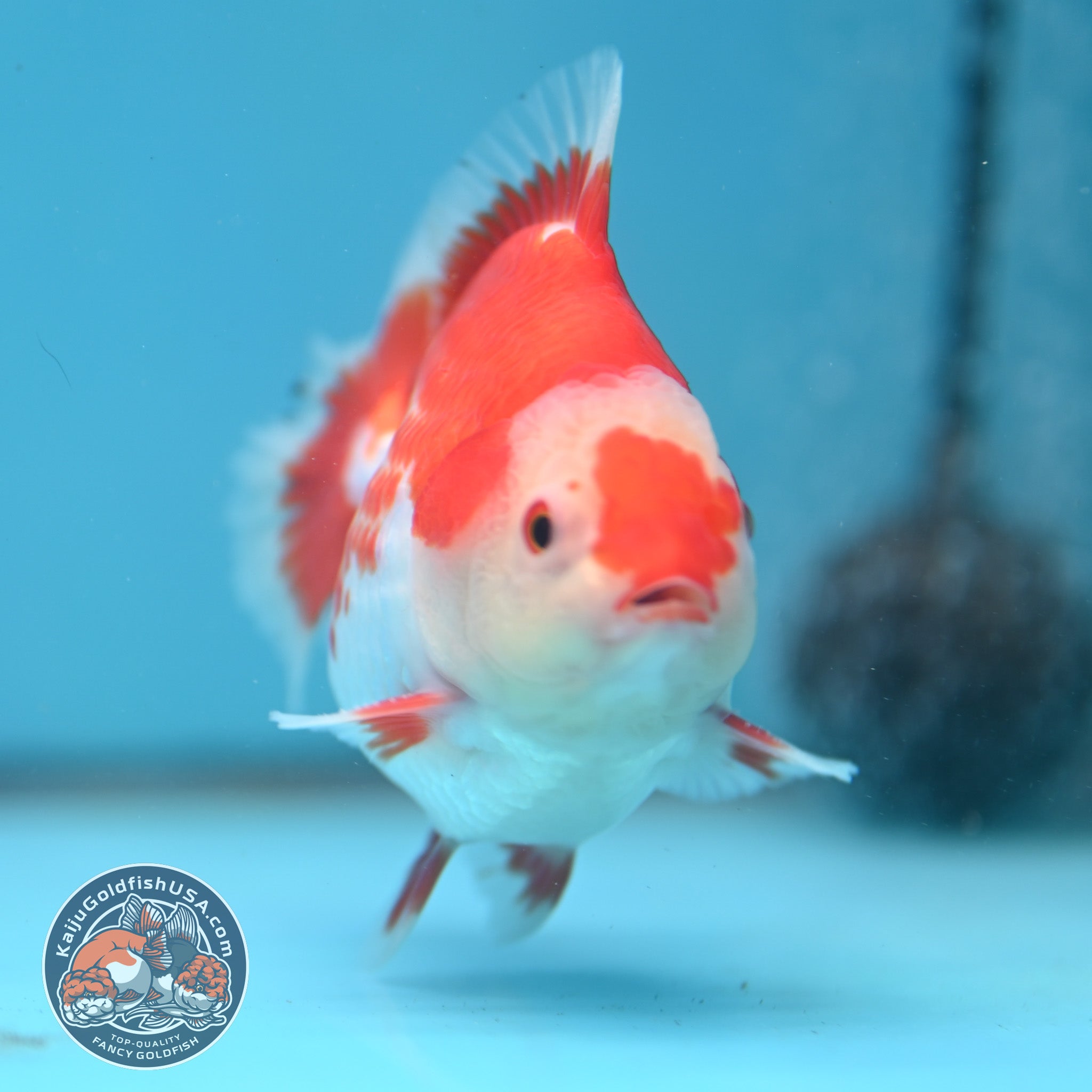 Deer Spot Red White Oranda 3.5 inch Body (251024_OR09) – Kaiju Goldfish USA