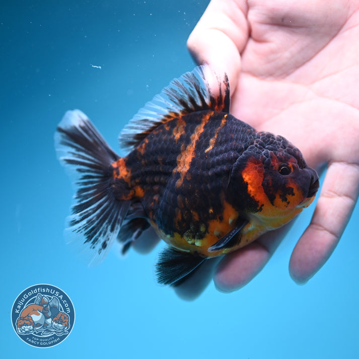 Heavy Ink Tiger Oranda 3.5 inch Body (260619_OR11) – Kaiju Goldfish USA