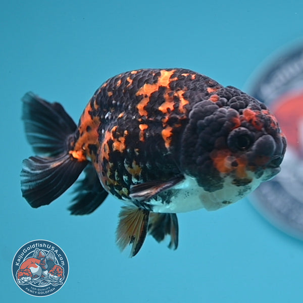 Heavy Ink Tiger Ranchu 3.5 inch Body (251121_RC06) – Kaiju Goldfish USA