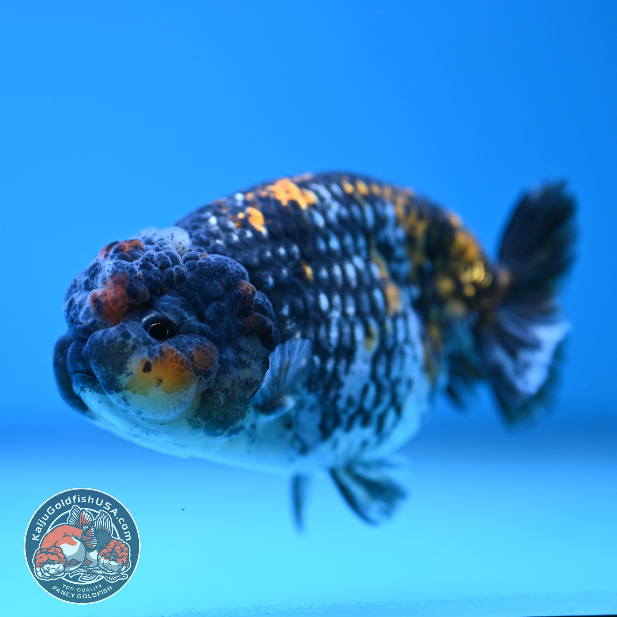 Heavy Ink Tiger Ranchu 3.8 inch Body (251212_RC10) – Kaiju Goldfish USA