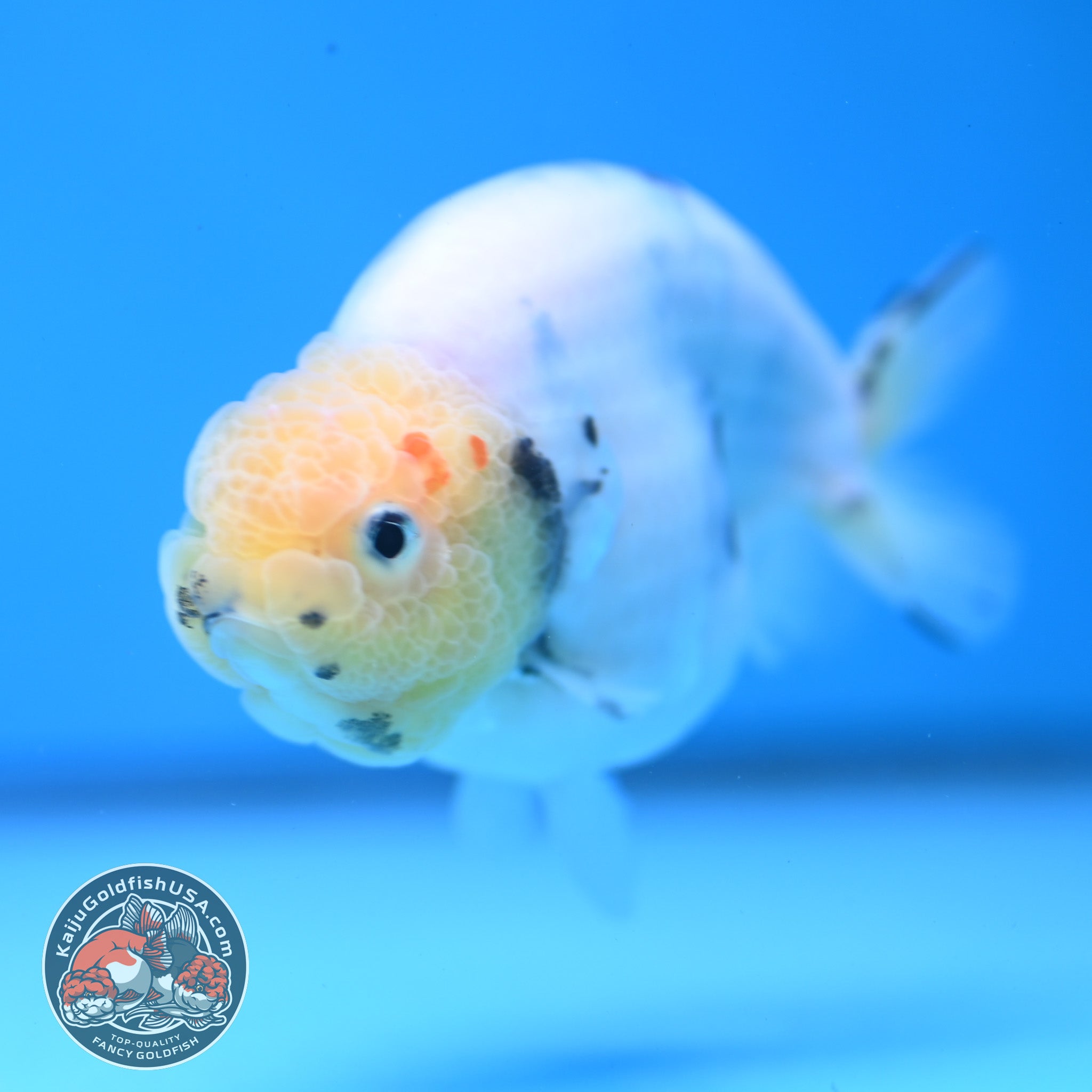Ink Wash Cow Ranchu 4 inch Body (251121_RC05) – Kaiju Goldfish USA