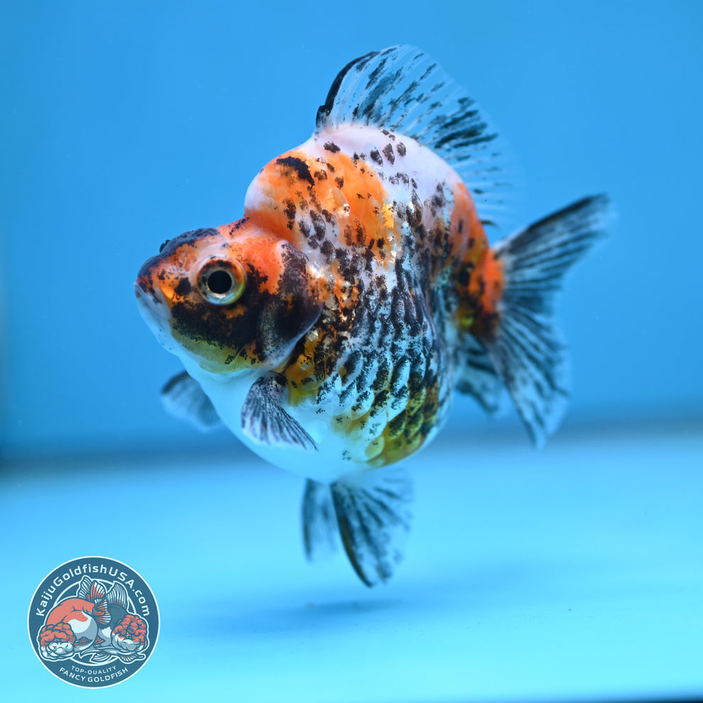 Kirin Ryukin 3.5 inch Body (260123_RY04) – Kaiju Goldfish USA