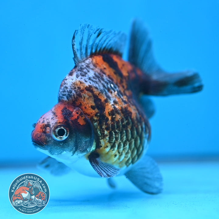 Top-Quality Fancy Goldfish For Sale | Kaiju Goldfish USA