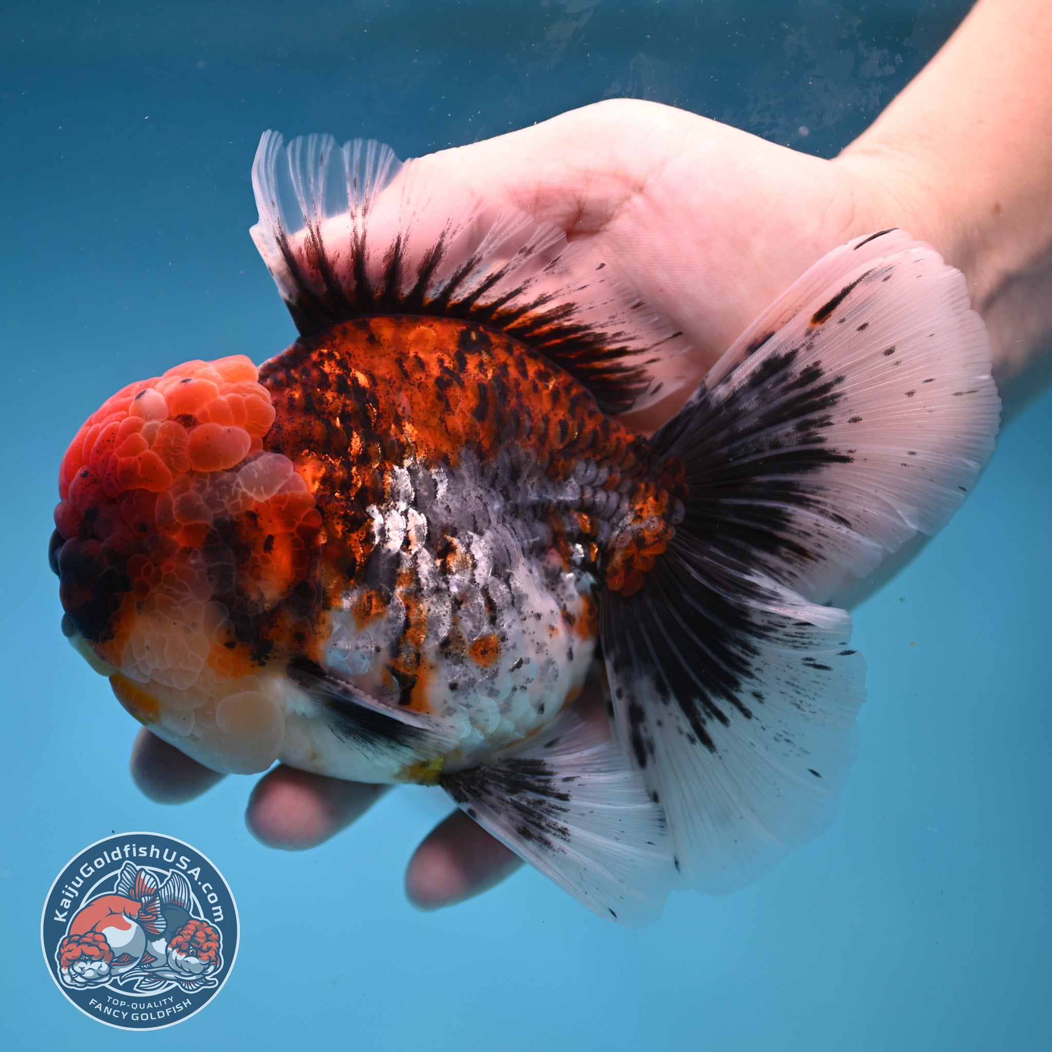 Large Full Wen Red Kirin Rose Tail Oranda 4.5 inch Body (260227_OR05 ...