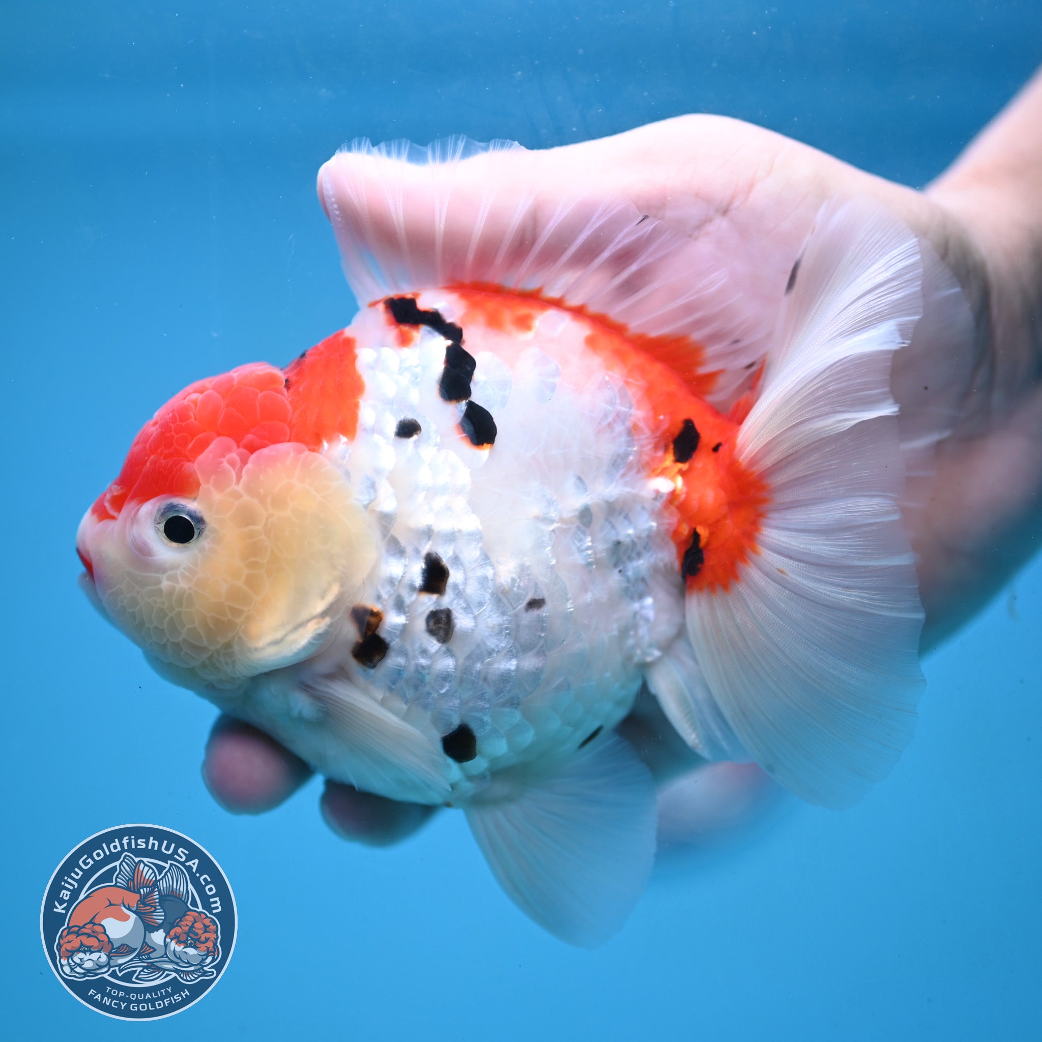 Large Tricolor Sakura Oranda 4.5 inch Body (251024_OR13) – Kaiju ...
