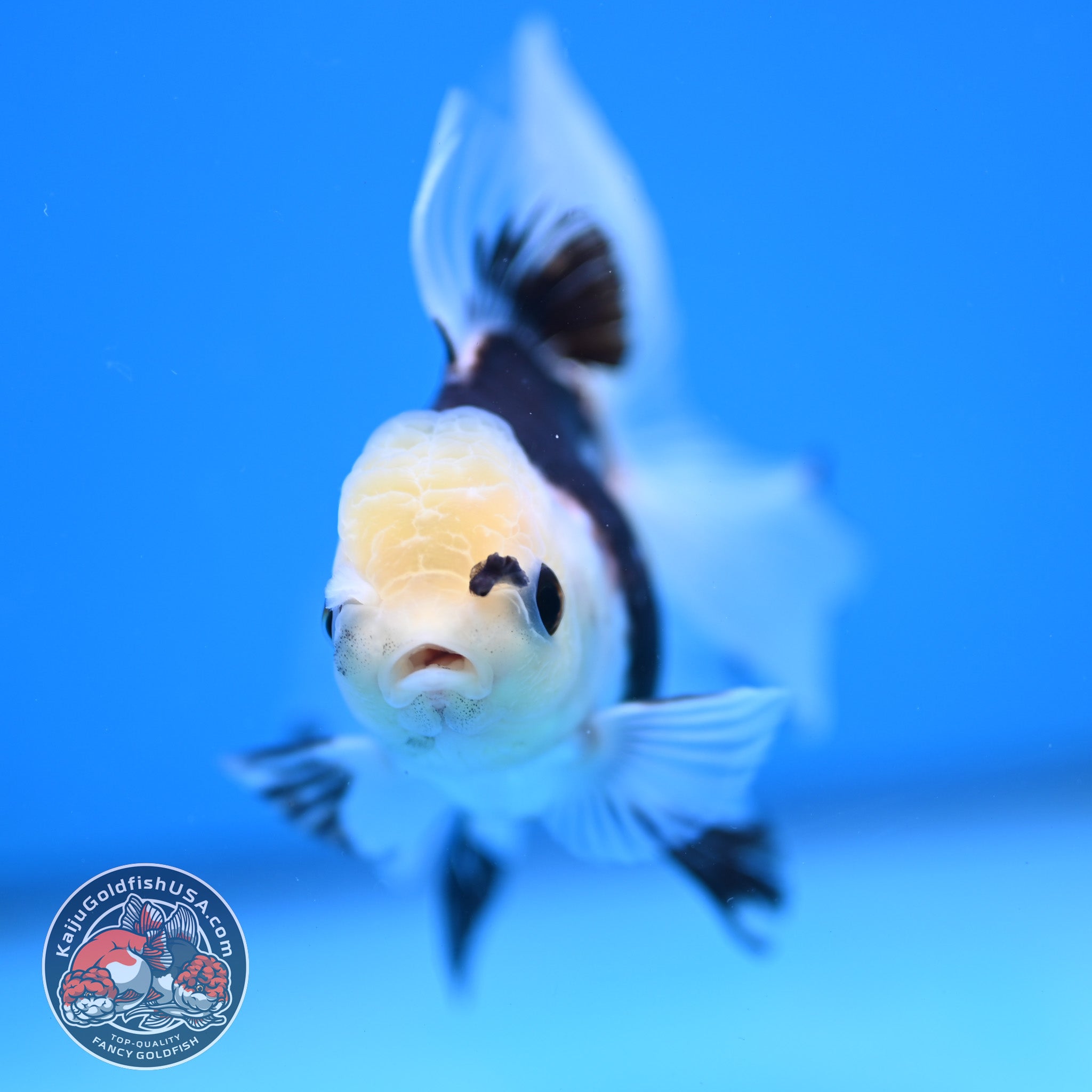 Oranda – Kaiju Goldfish USA