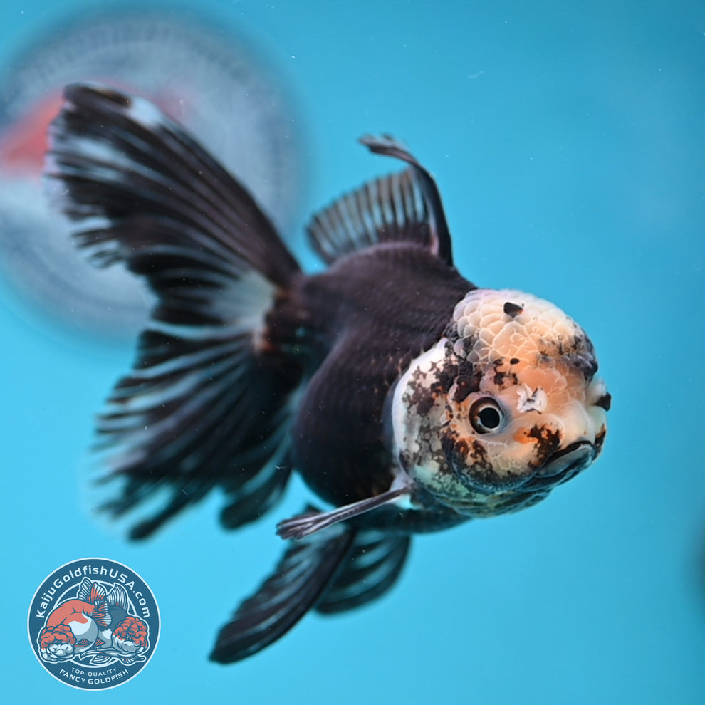Panda Butterfly Tail Oranda 3.5 inch Body (251219_OR07) – Kaiju ...