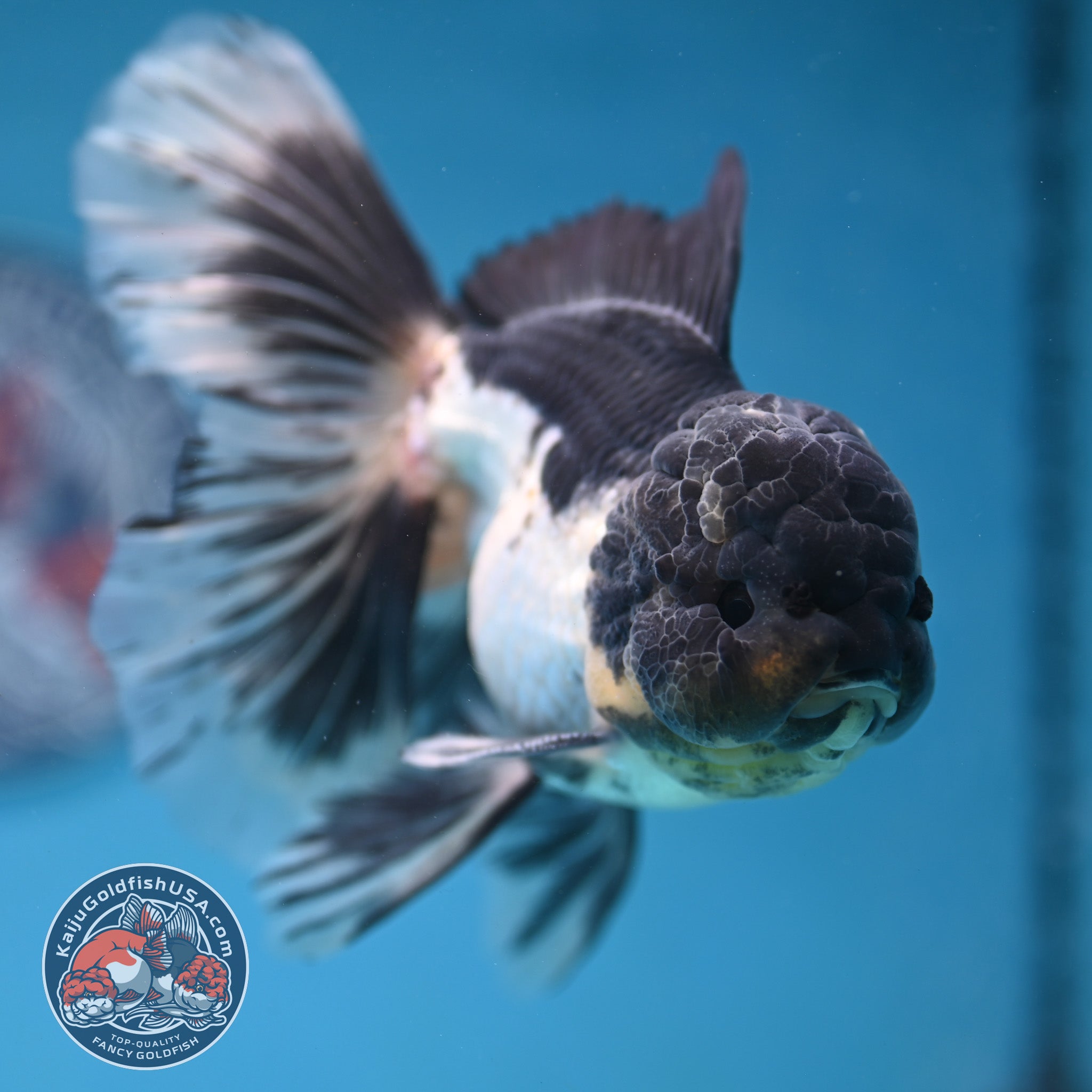 Panda Orchid Tail Oranda 4 inch Body (251121_OR17) – Kaiju Goldfish USA