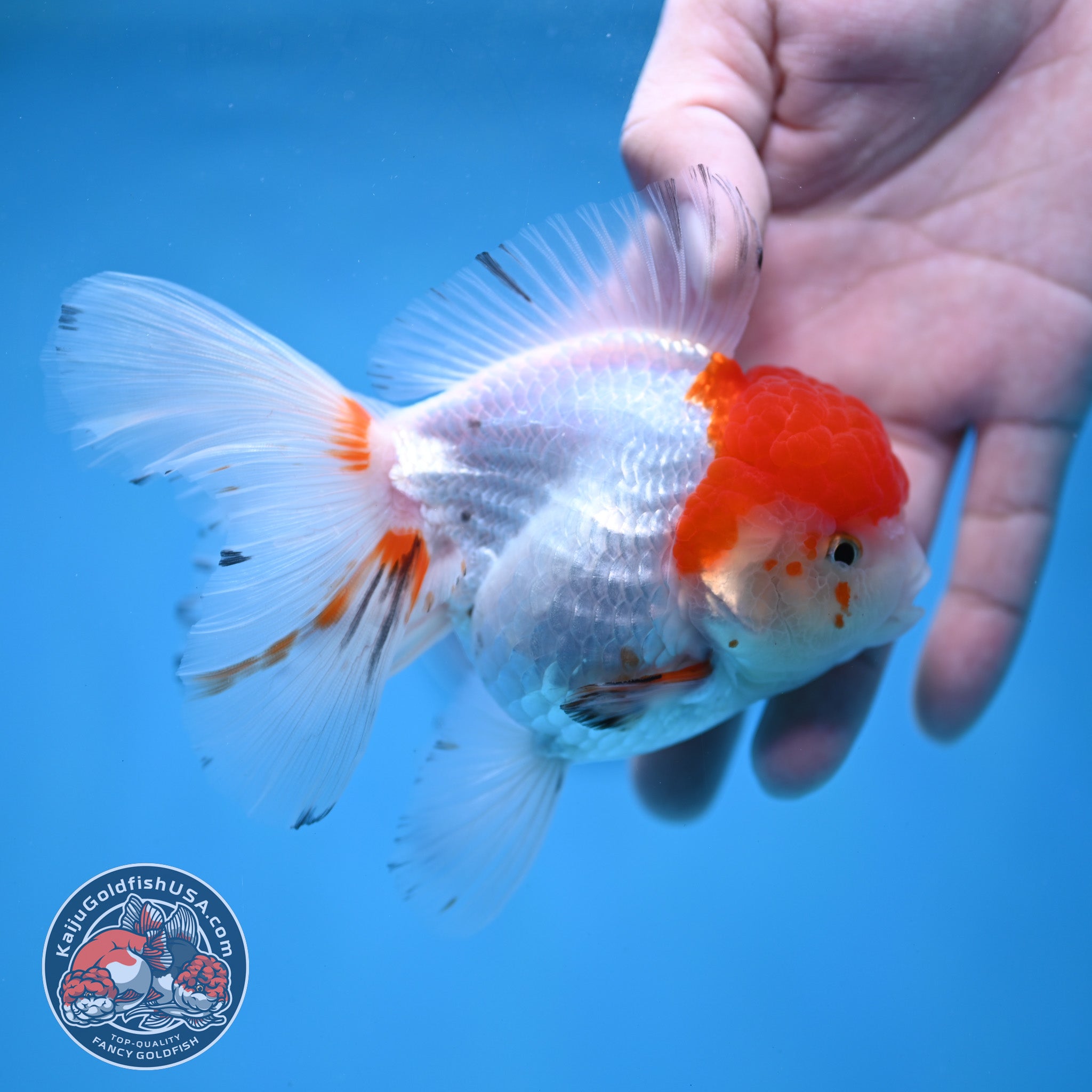 Red Cap Rosetail Oranda 3.5 inch Body (260213_OR09) – Kaiju Goldfish USA