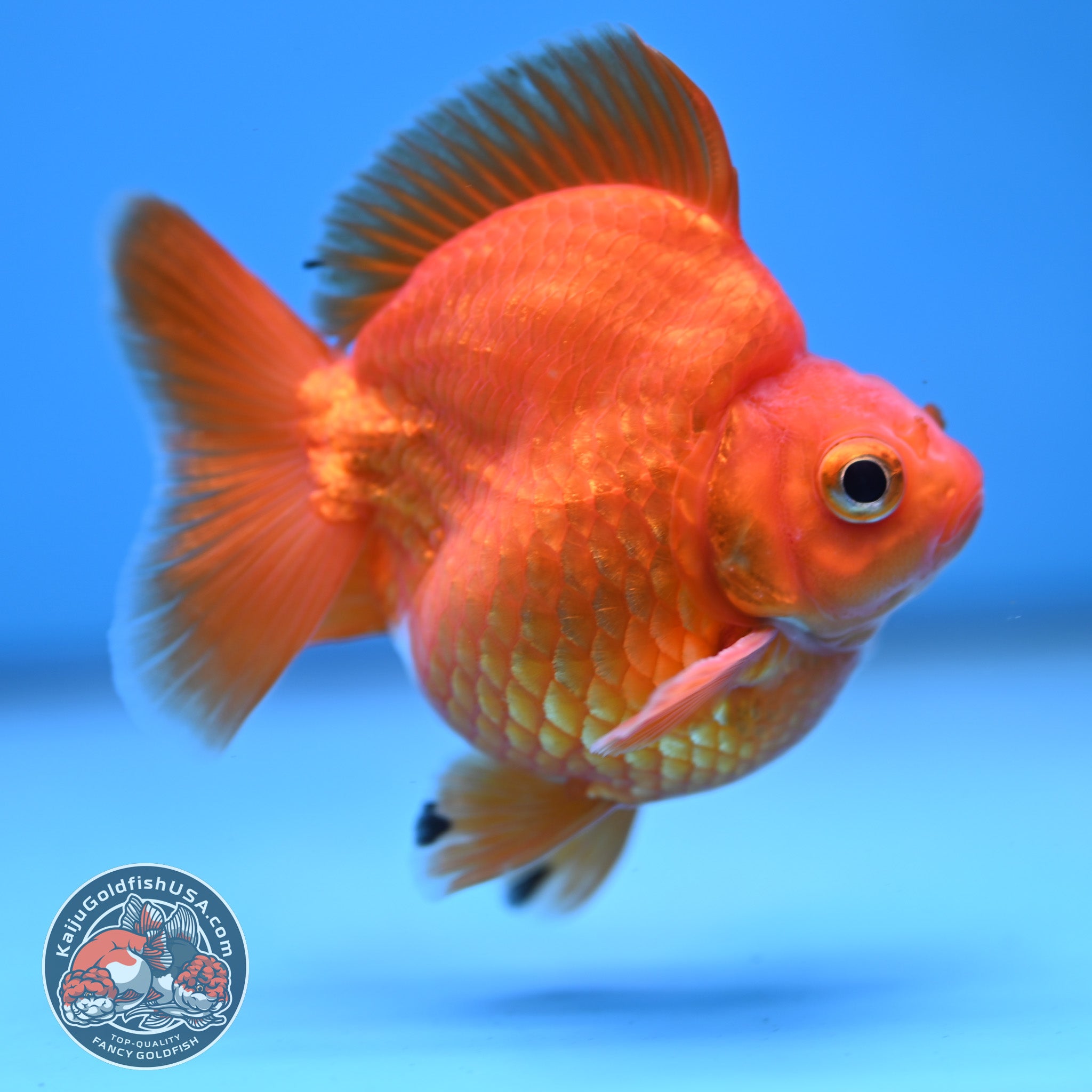 Red Ryukin 3 inch Body (251219_RY02) – Kaiju Goldfish USA