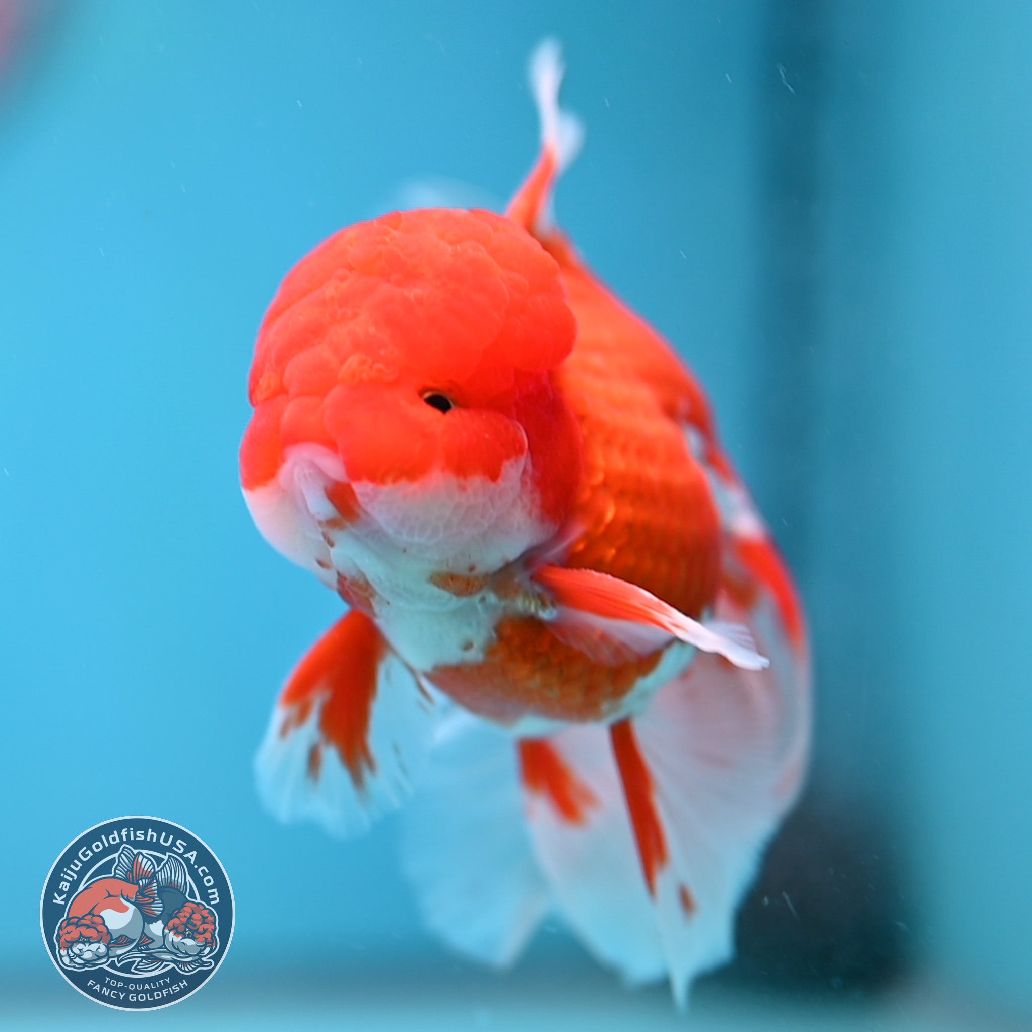 Red White Orchid Tail Oranda 3.5 inch Body (260213_OR12) – Kaiju ...