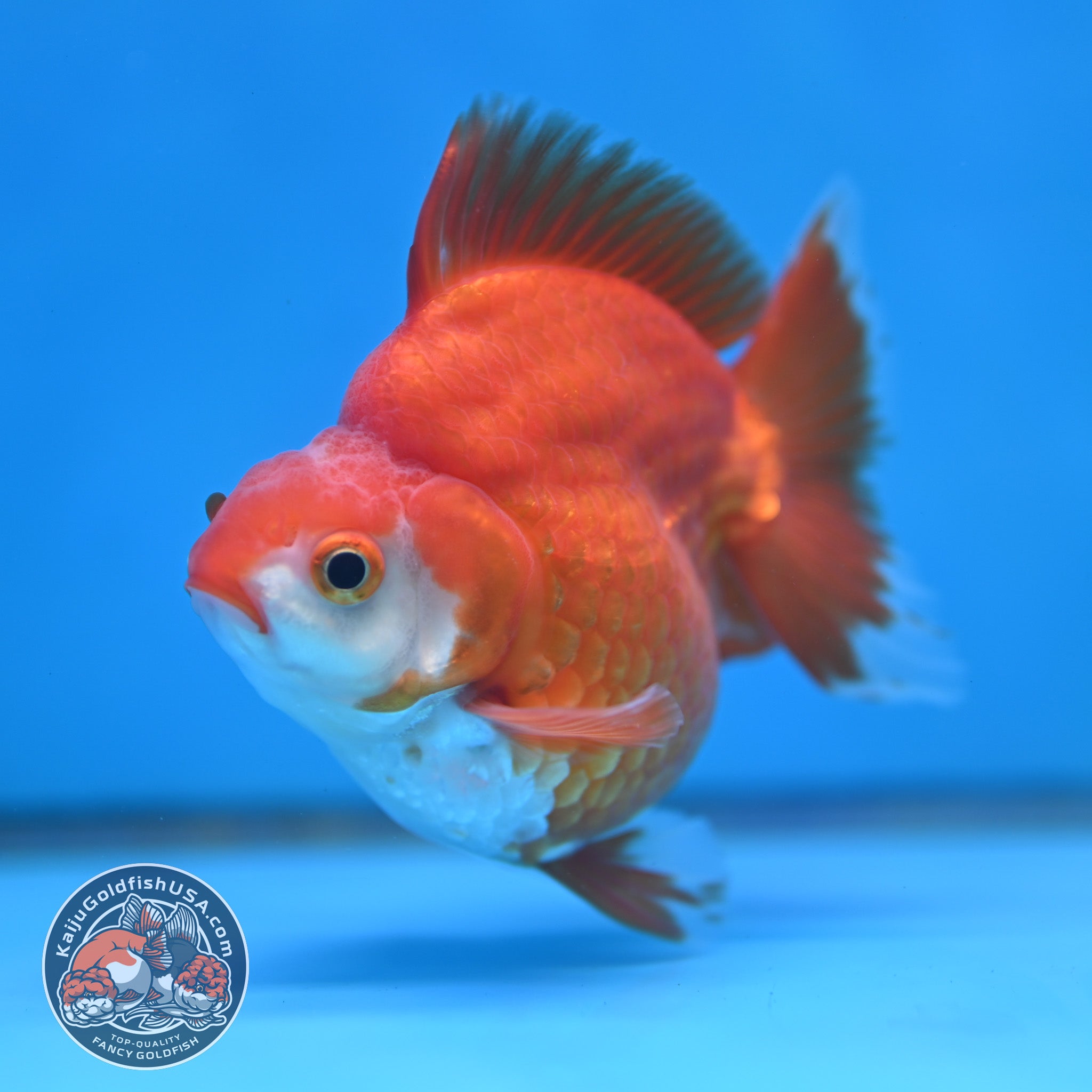 Red White Ryukin 3.5 inch Body (251024_RY02) – Kaiju Goldfish USA