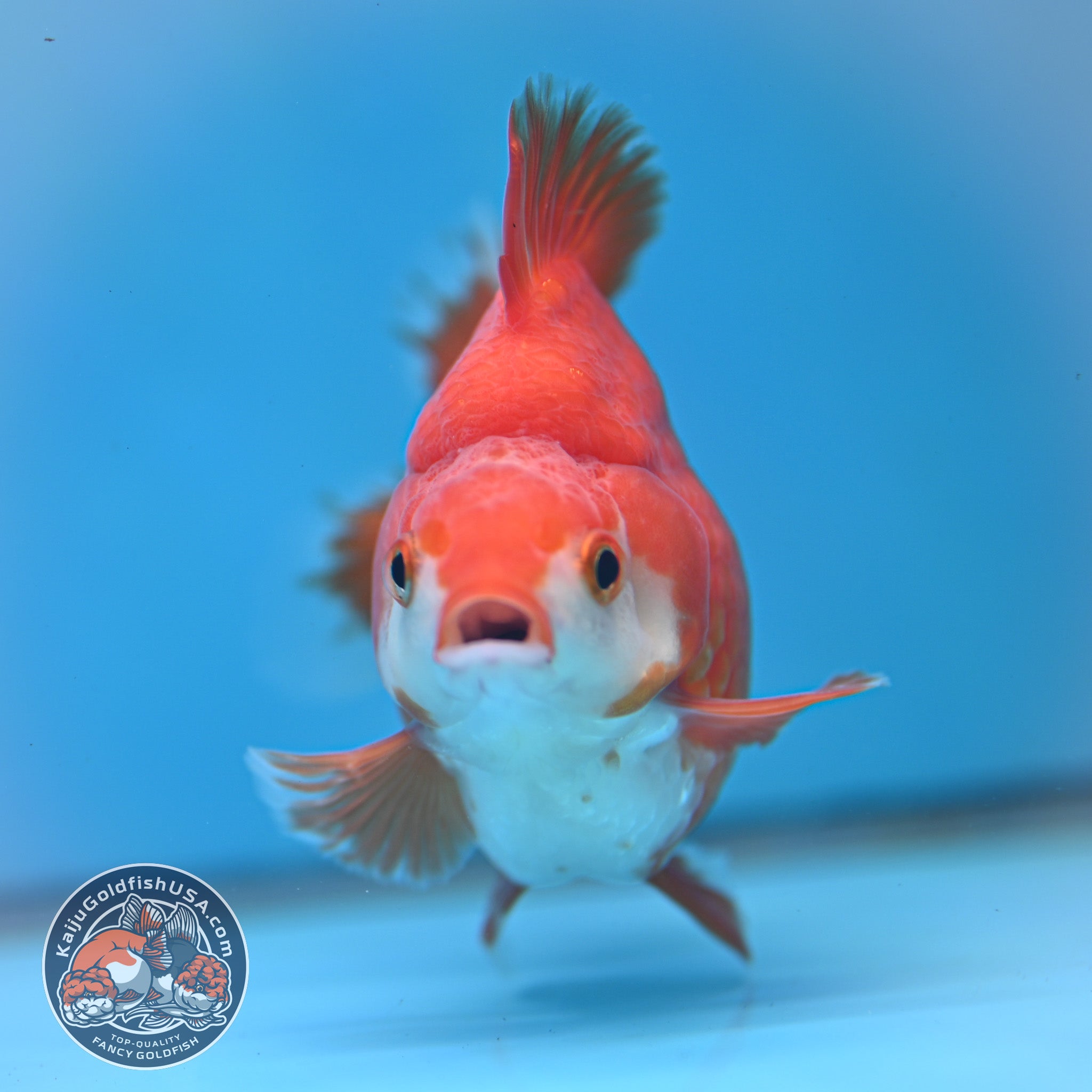 Red White Ryukin 3.5 inch Body (251024_RY02) – Kaiju Goldfish USA